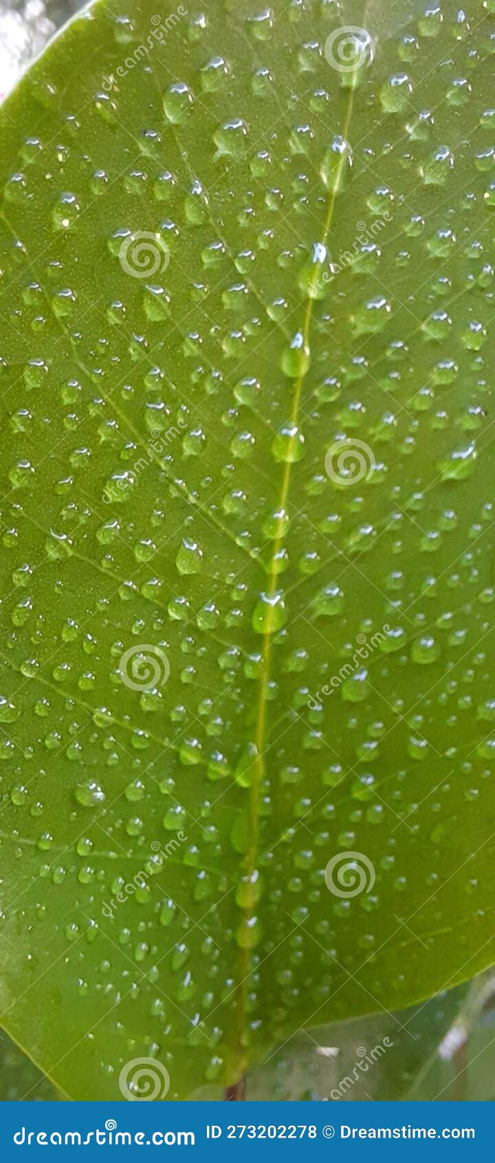 Raindrops Falling on Leaves Stock Photo - Image of falling, raindrops ...