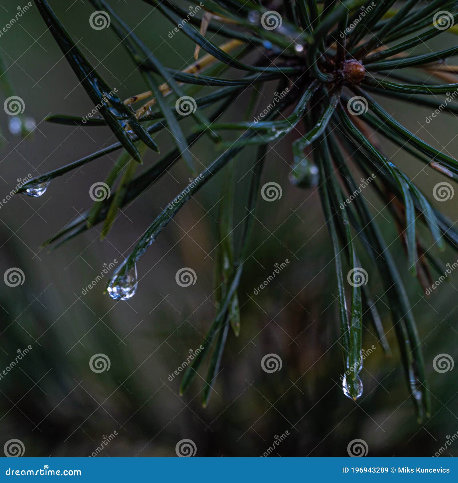 Raindrops Falling from a Pine Tree Stock Image - Image of closeup ...
