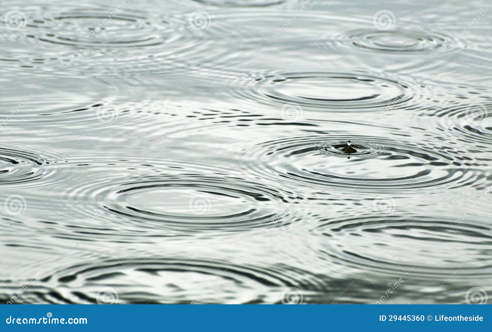 Raindrops Falling into Pond Making Ripples Stock Photo - Image of ...
