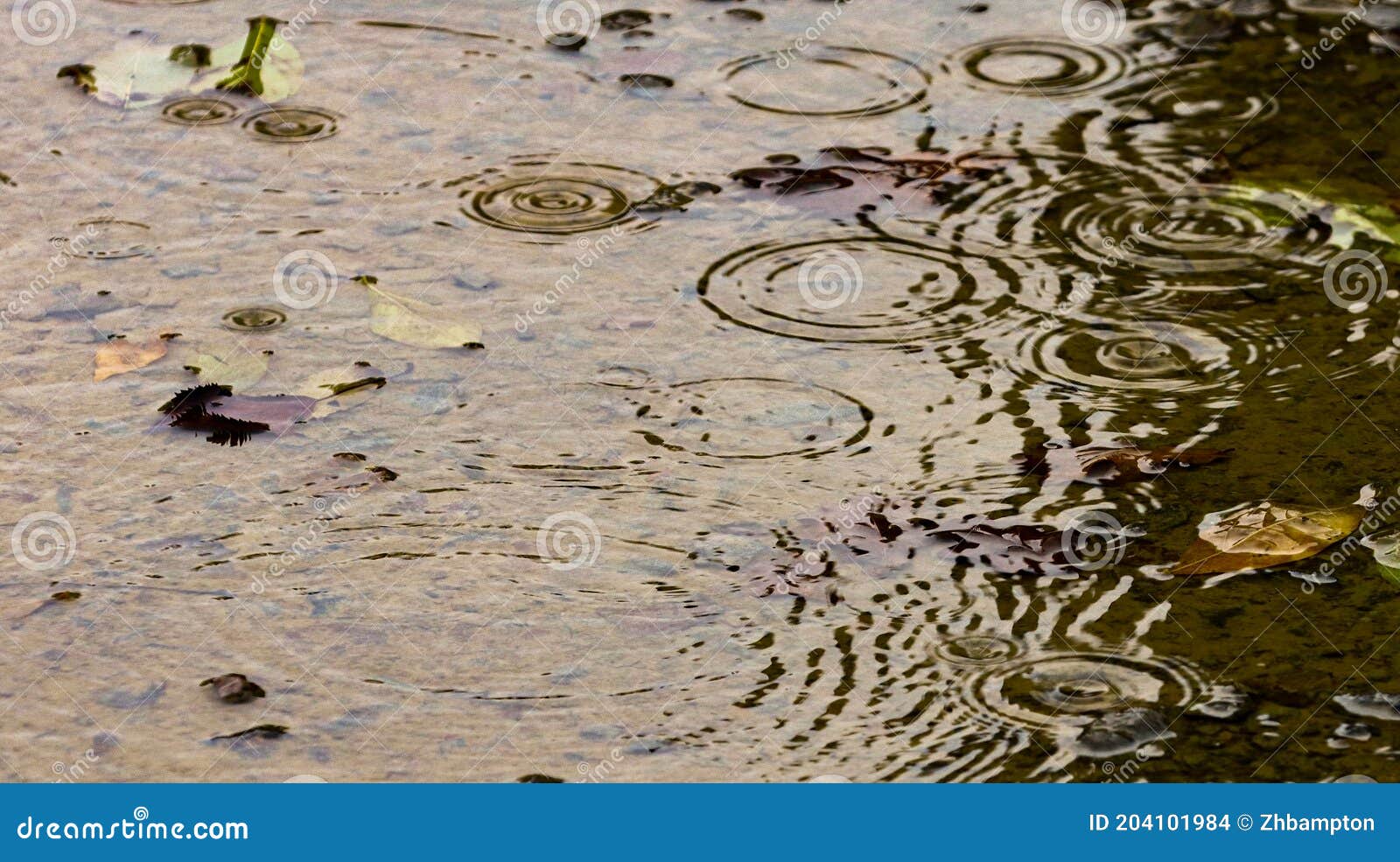 Raindrops in a puddle stock photo. Image of raindrops - 204101984