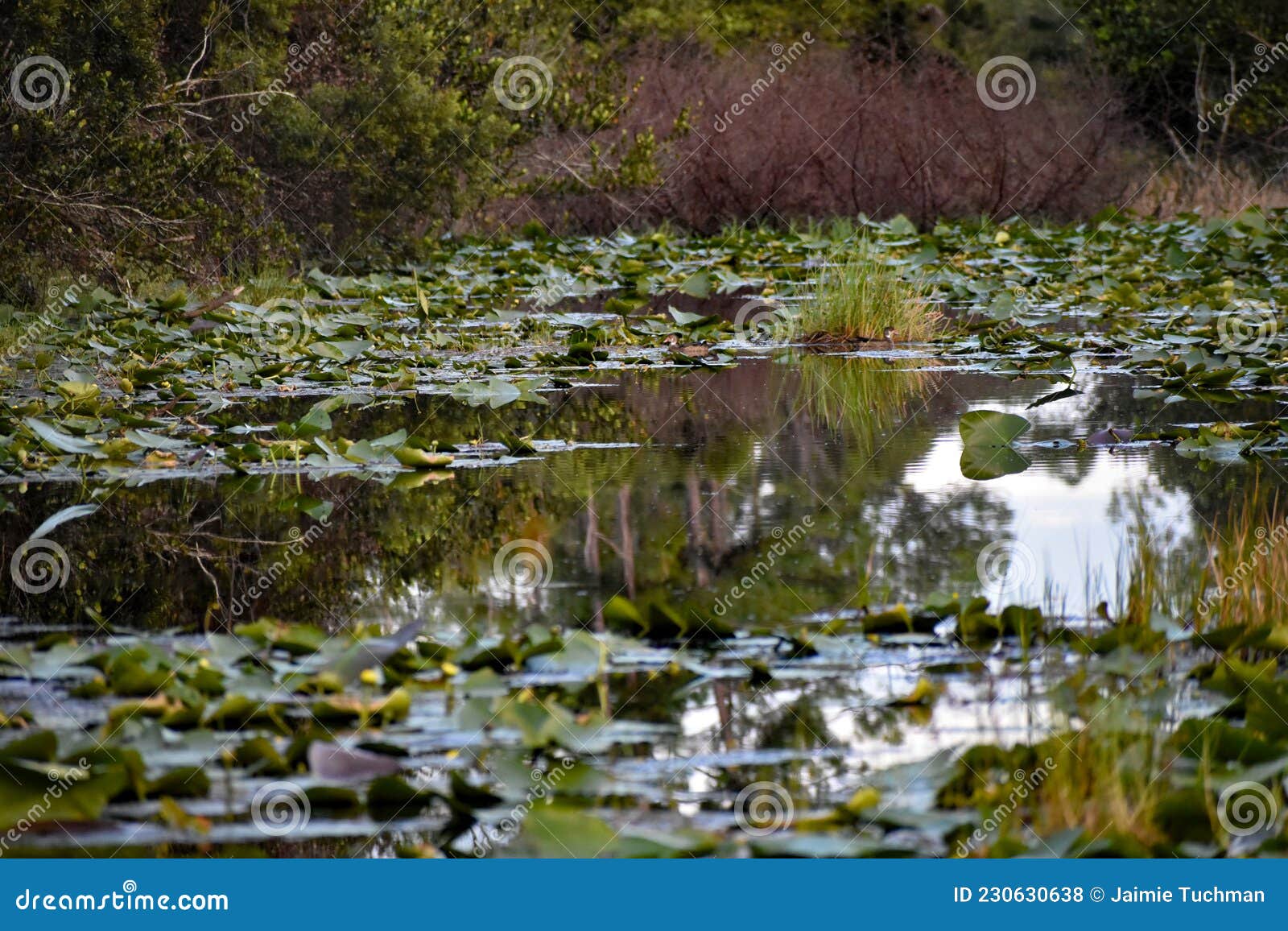 Raindrops Falling in the Swamp at Sunset Stock Photo - Image of pink ...