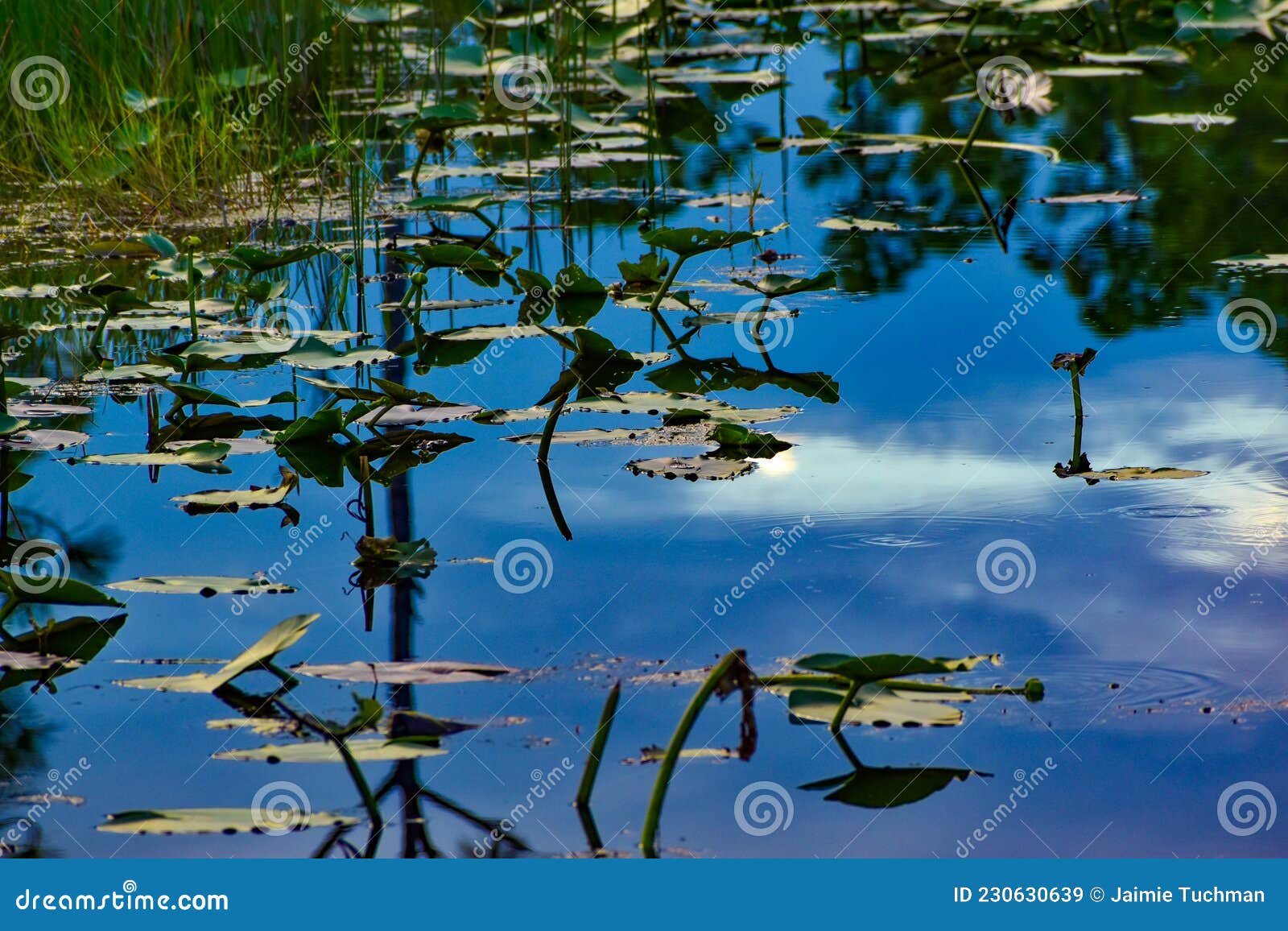 Raindrops Falling in the Swamp at Sunset Stock Image - Image of garden ...