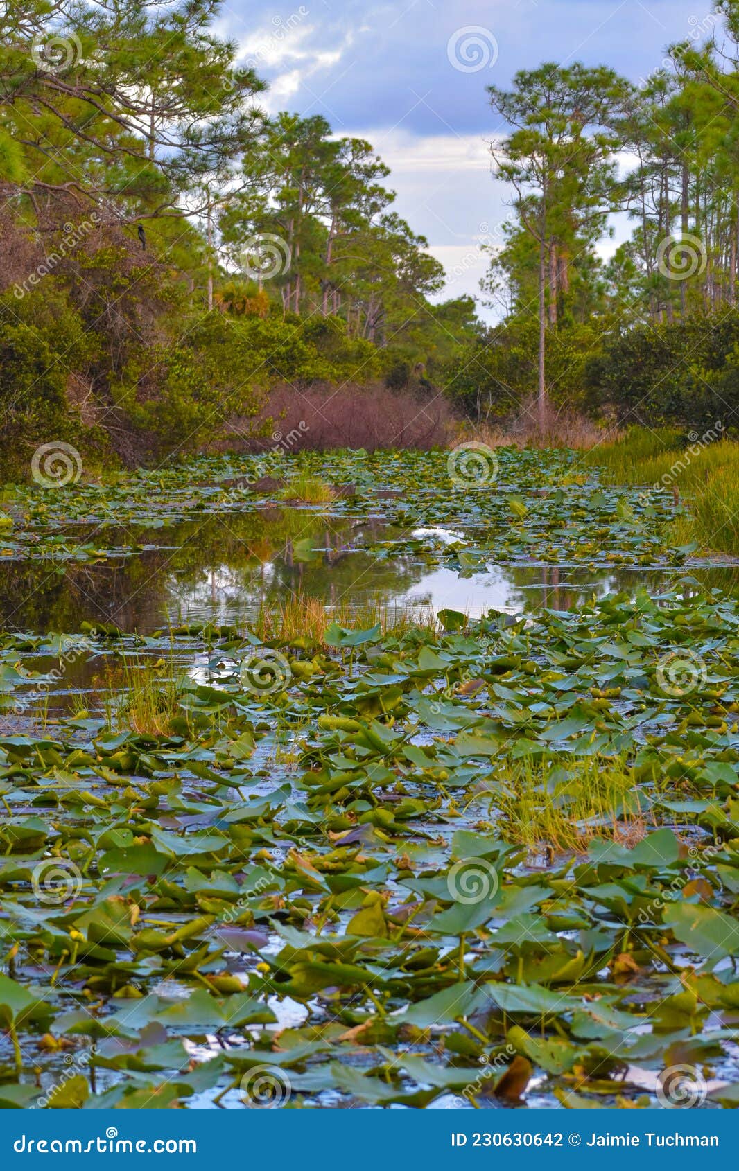 Raindrops Falling in the Swamp at Sunset Stock Photo - Image of marsh ...