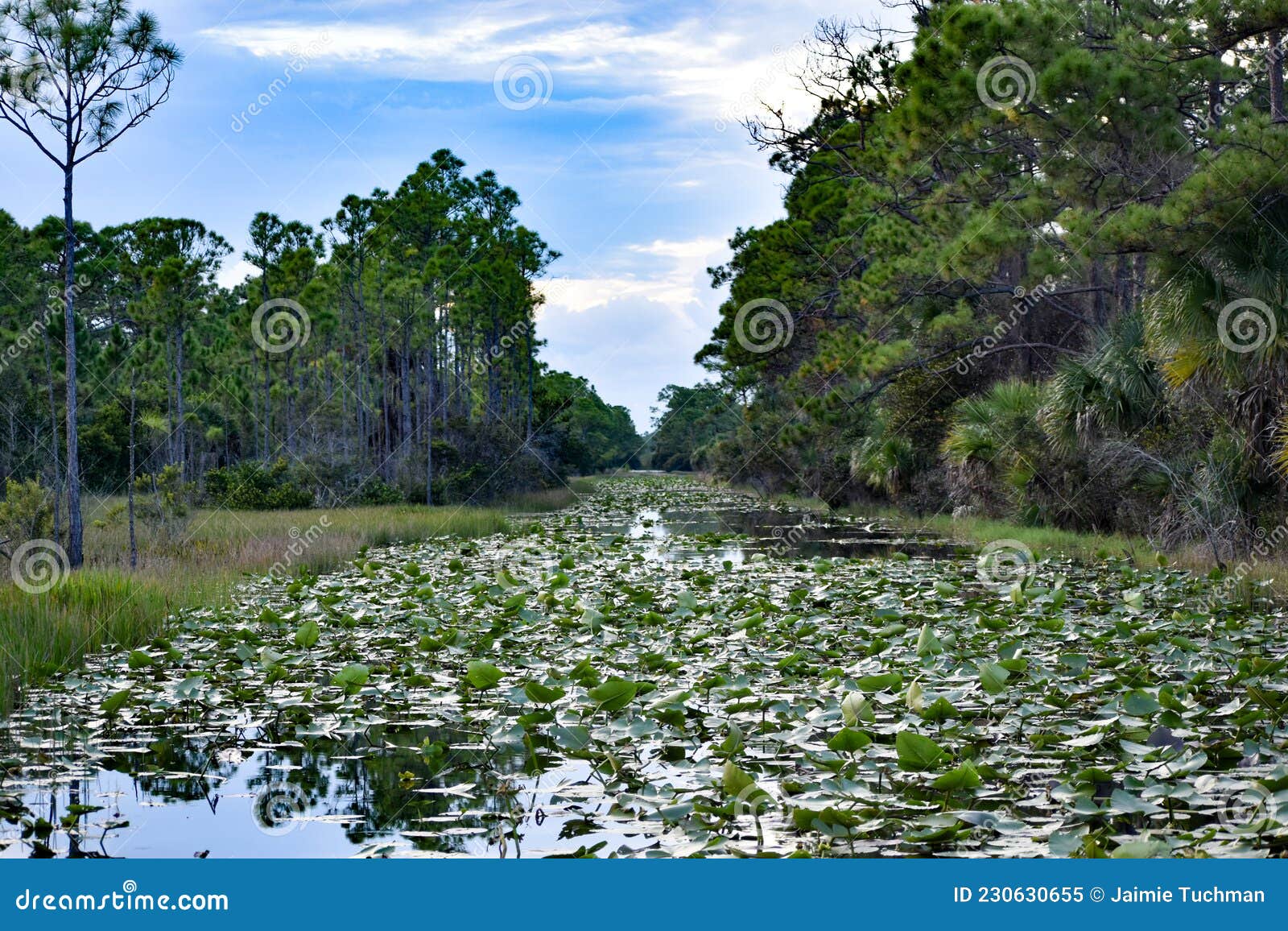 Raindrops Falling in the Swamp at Sunset Stock Image - Image of ...
