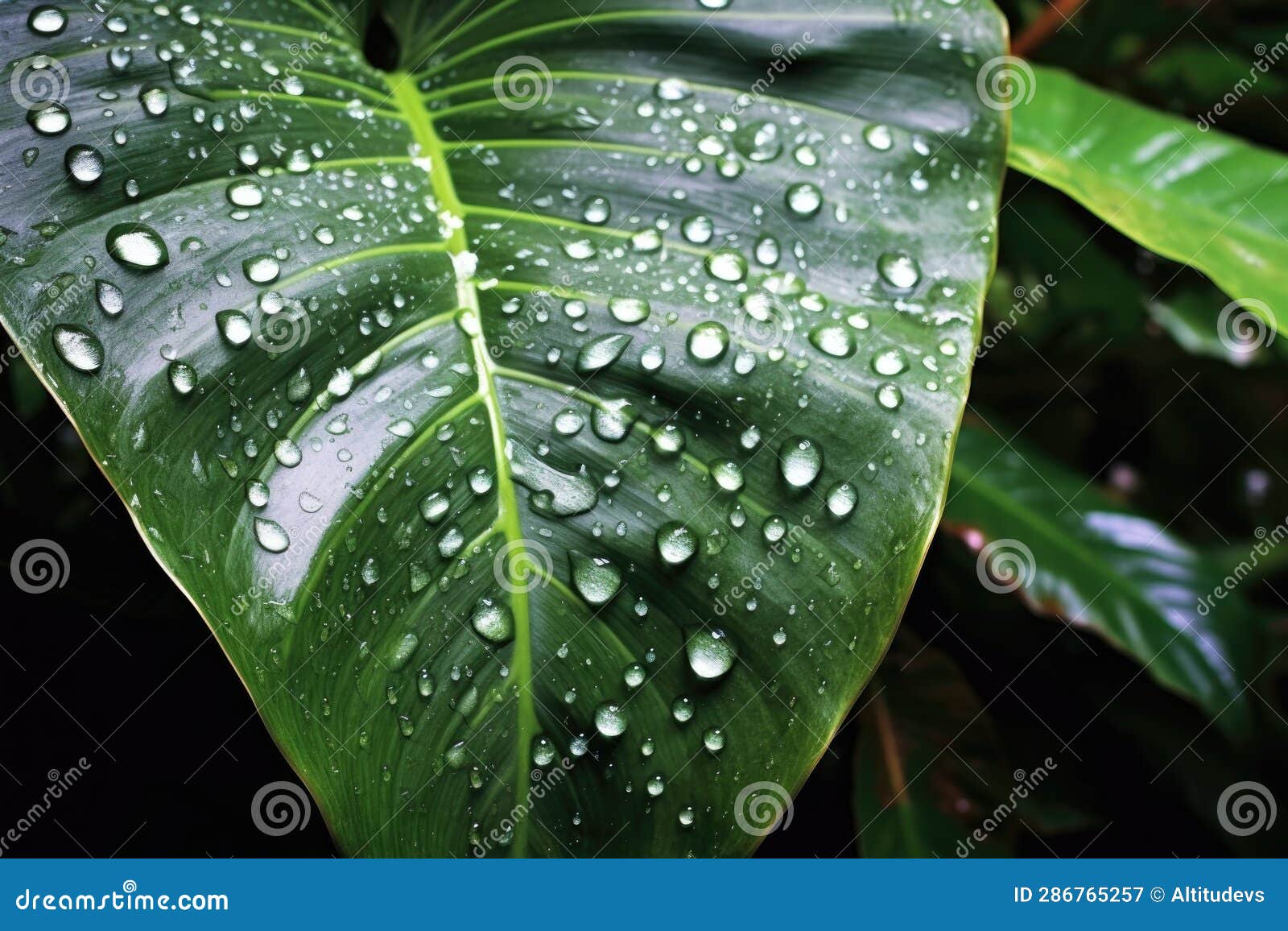 Raindrops Falling on a Wide Tropical Leaf Stock Image - Image of ...