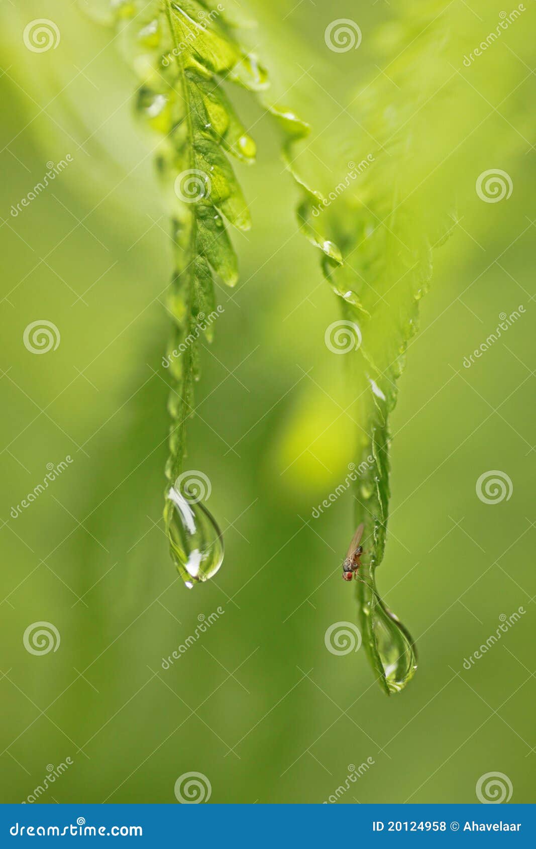 Raindrops on Fern with Small Fly Stock Photo - Image of close, branch ...