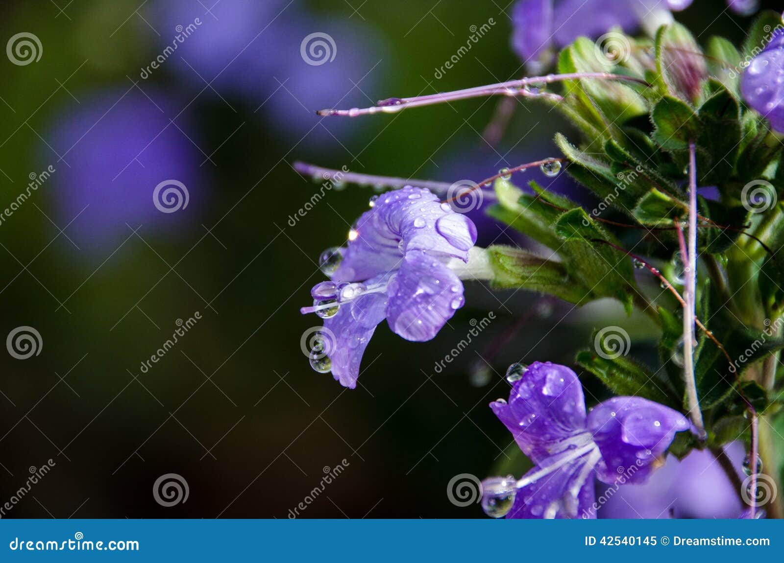 Raindrops on flower stock image. Image of rain, water - 42540145