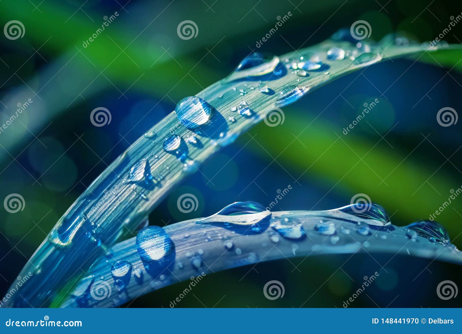 Raindrops on Fresh Grass. Summer Natural Background. Stock Photo ...