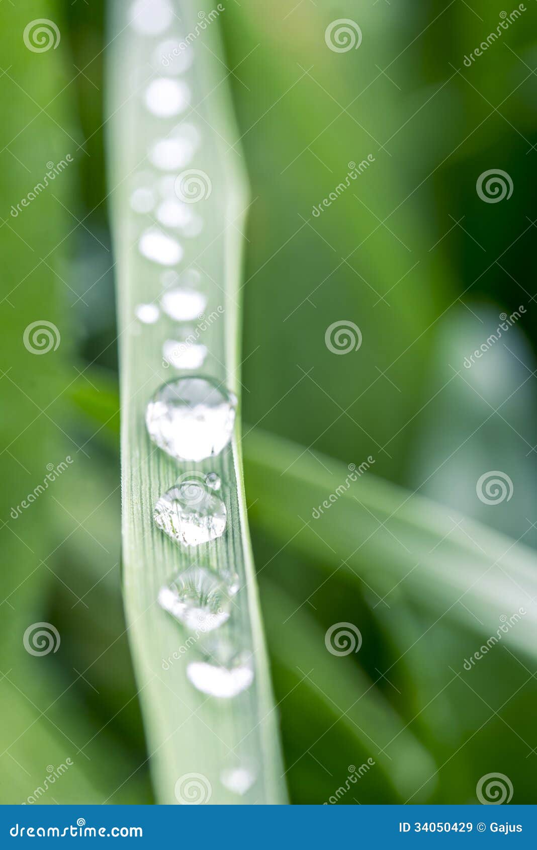 Raindrops On Fresh Green Grass Stock Image Image Of Freshness