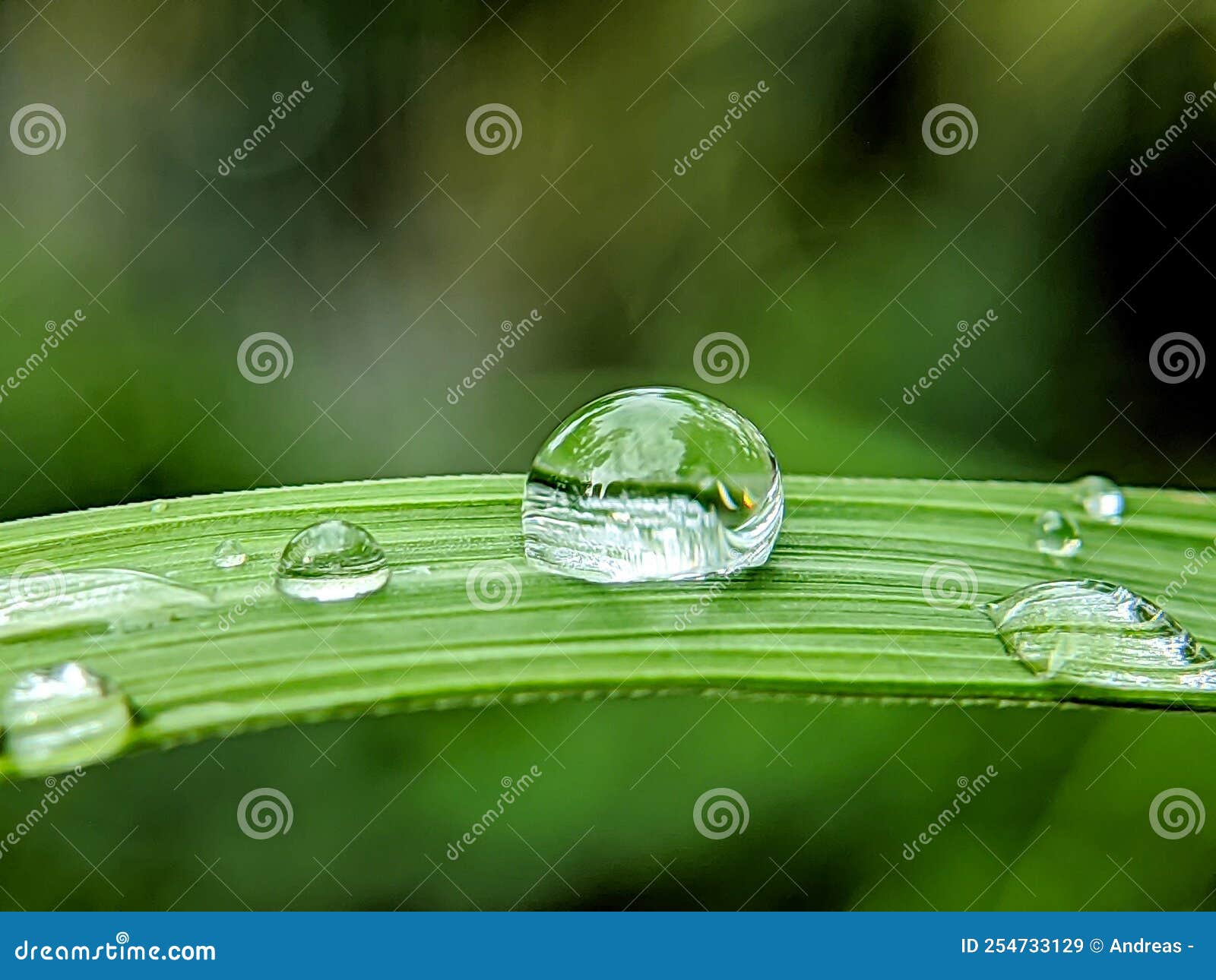 Morning Beautiful Raindrops on Fresh Green Leaves Stock Image - Image ...