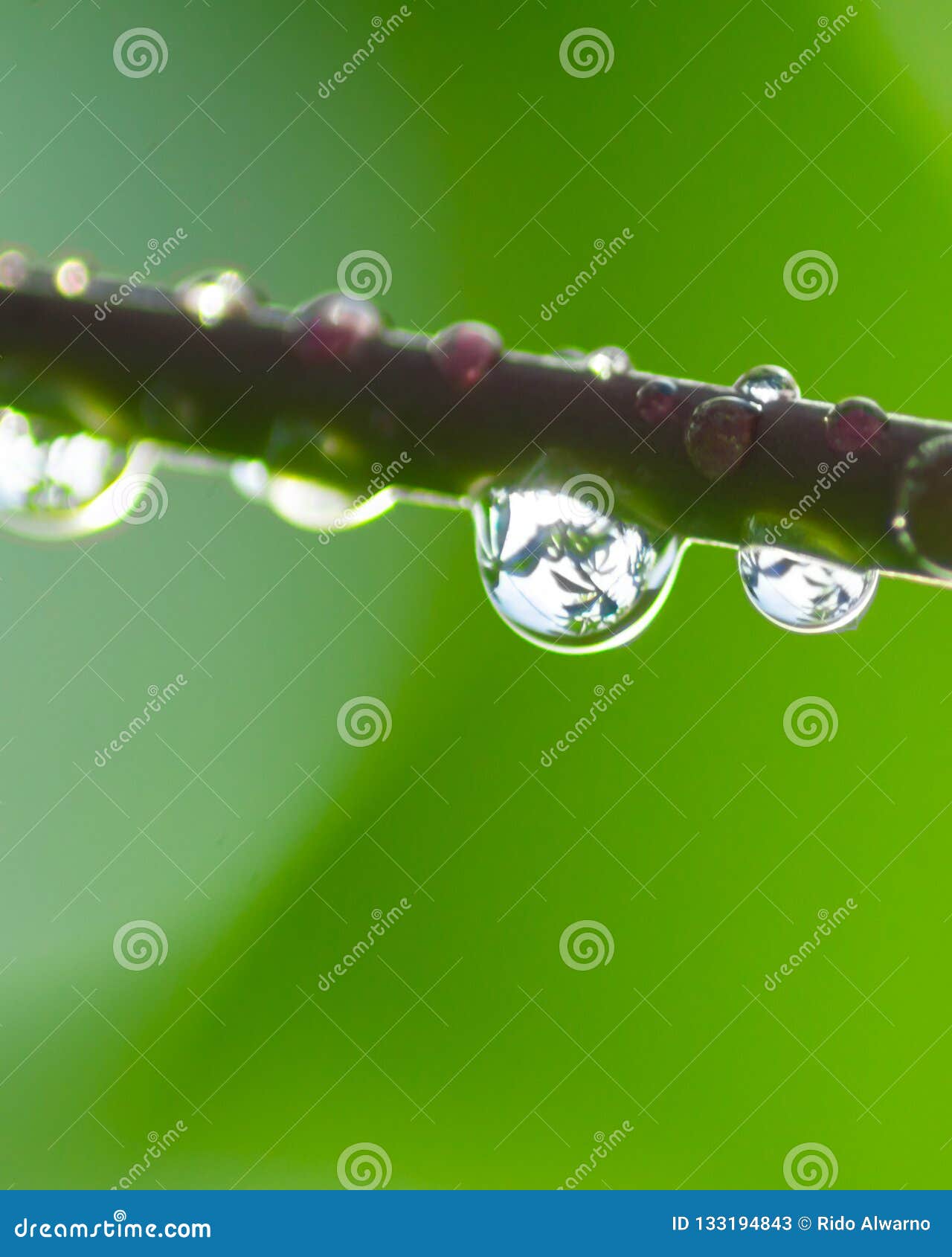 Raindrops in the Fresh Morning Scene Stock Image - Image of nature ...