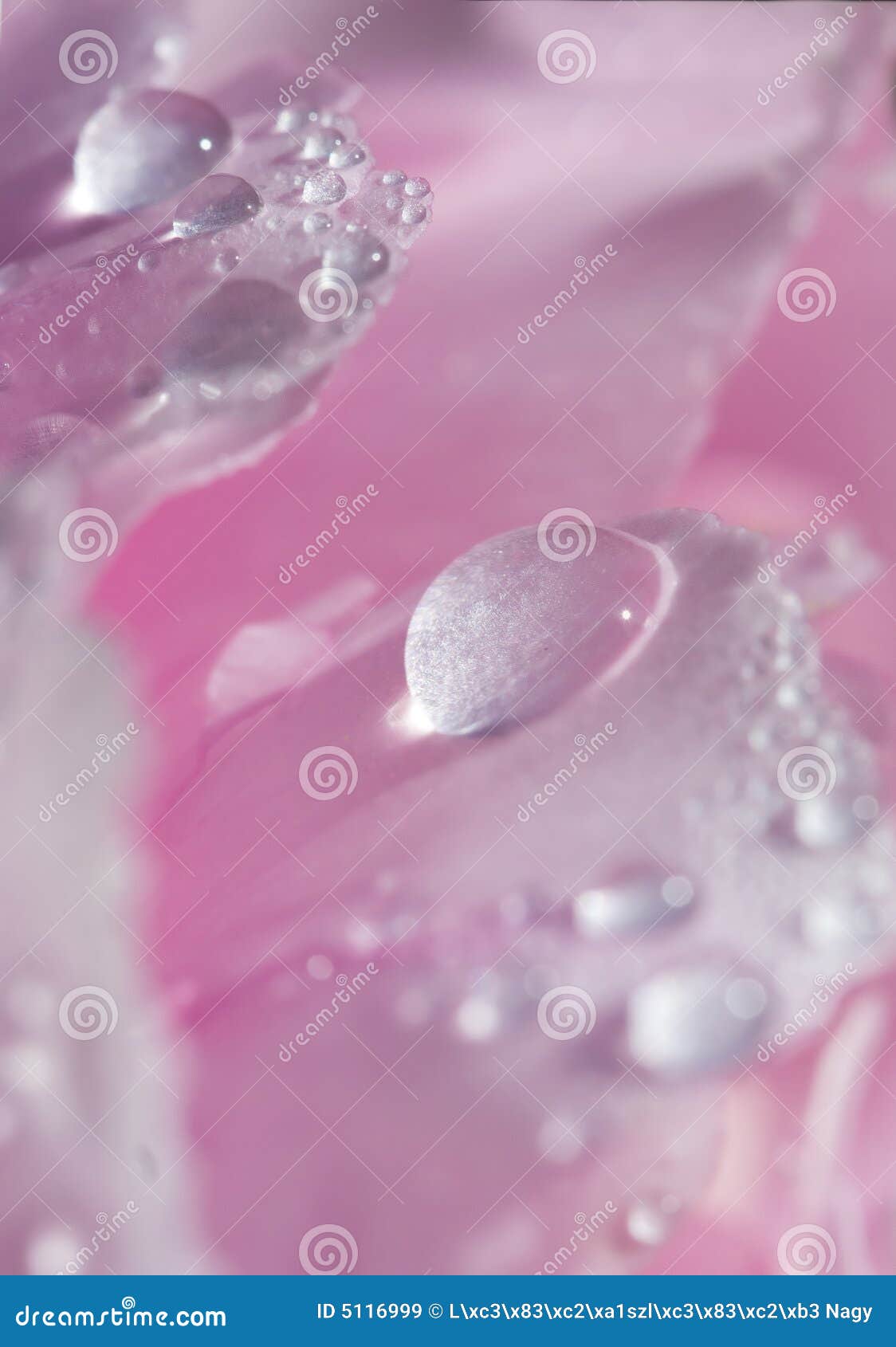 Raindrops on a Fresh Pink Flower Stock Image - Image of macro, plant ...