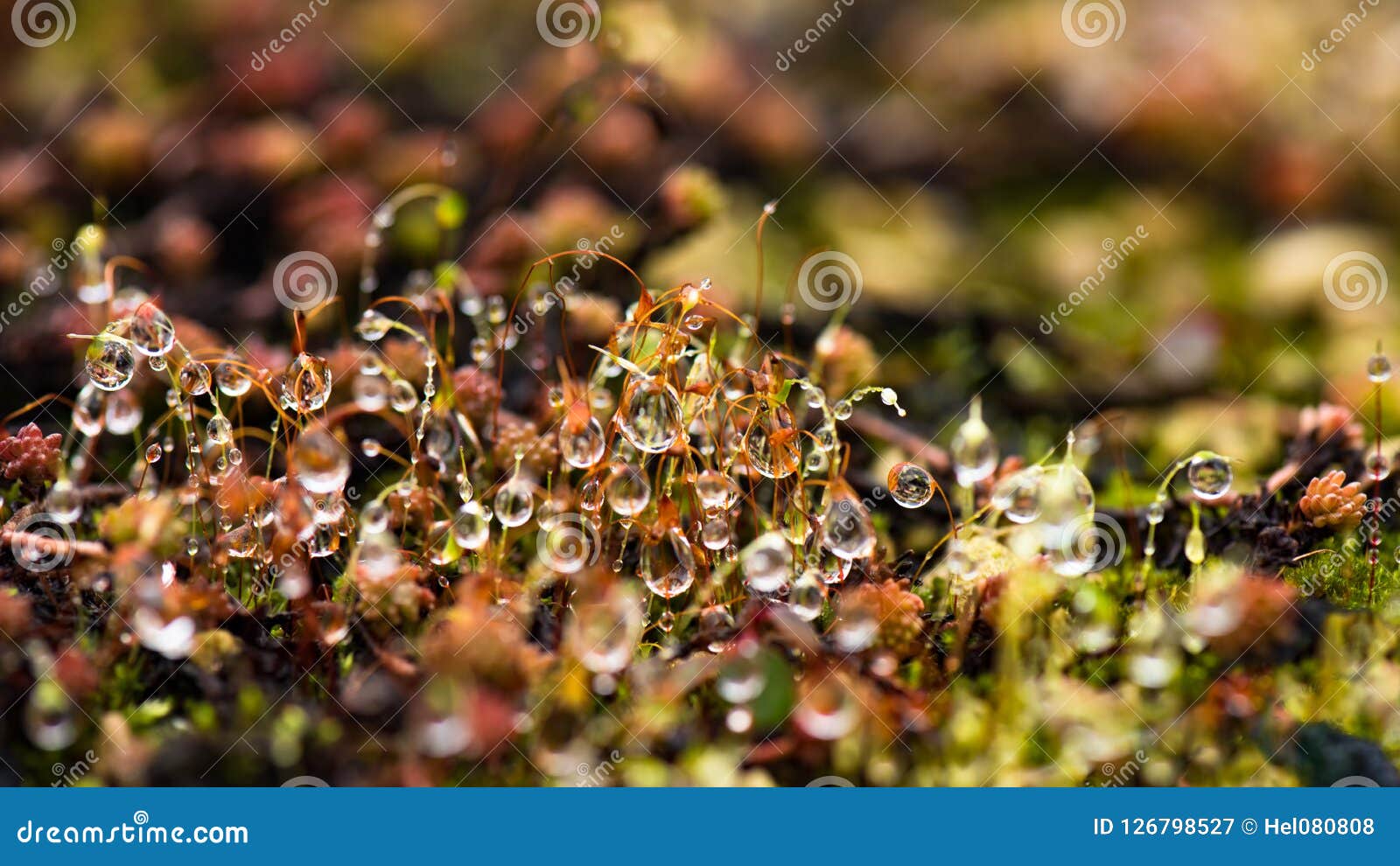 Raindrops Glisten on Moss, Macro Shot of Small Plants after Rainfall ...