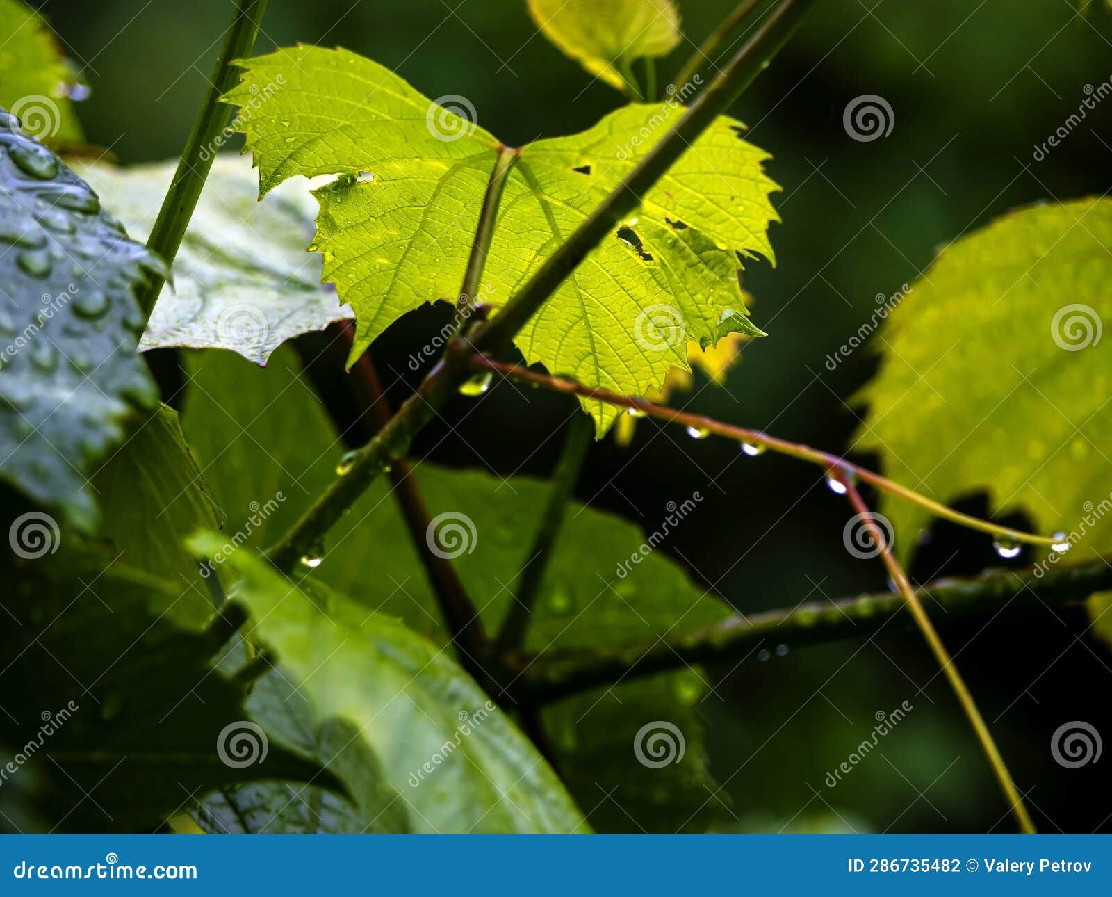 Raindrops on Grape Leaves during Rain in Cloudy Weather Stock Photo ...