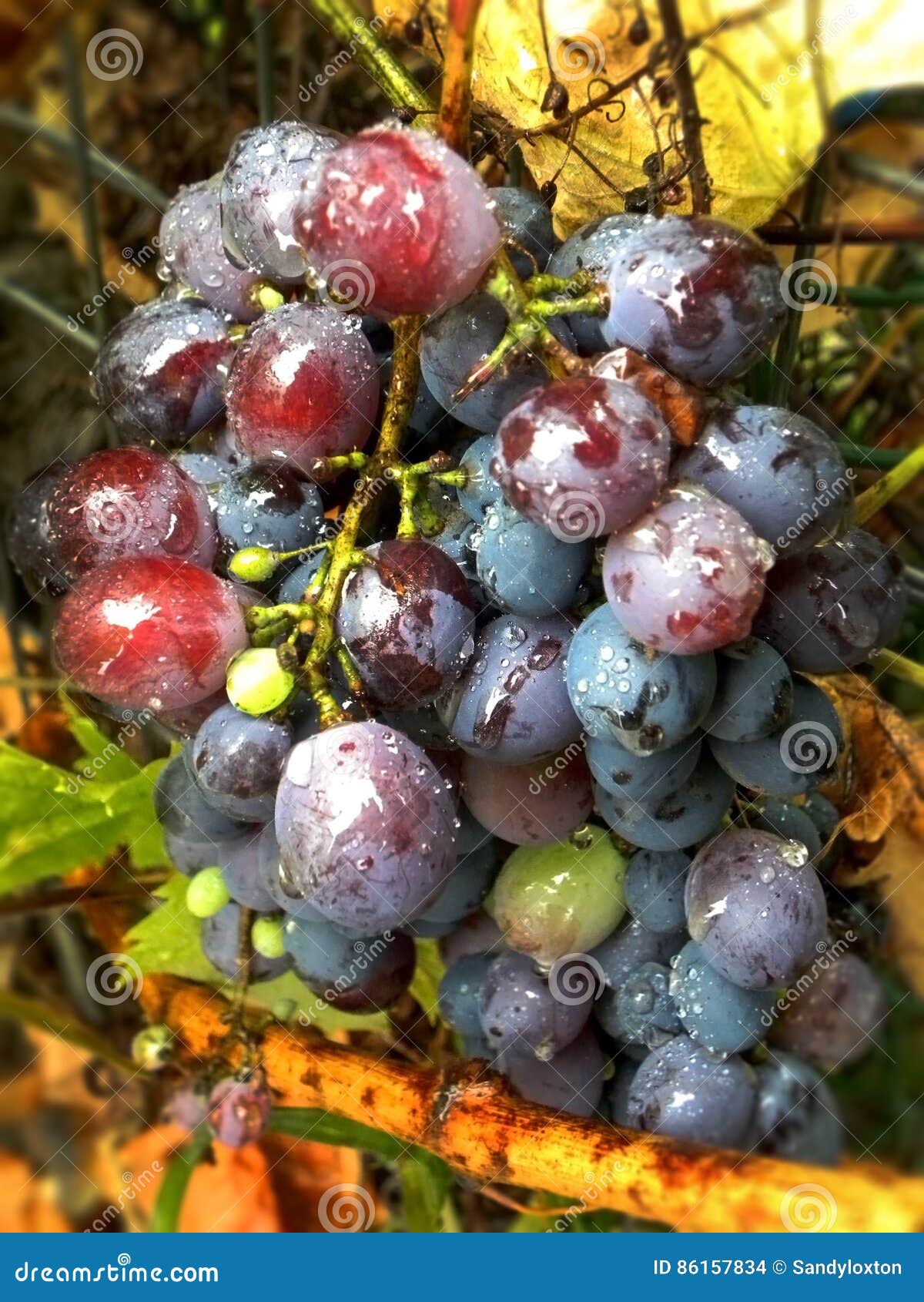 Raindrops on grapes stock photo. Image of water, drops - 86157834
