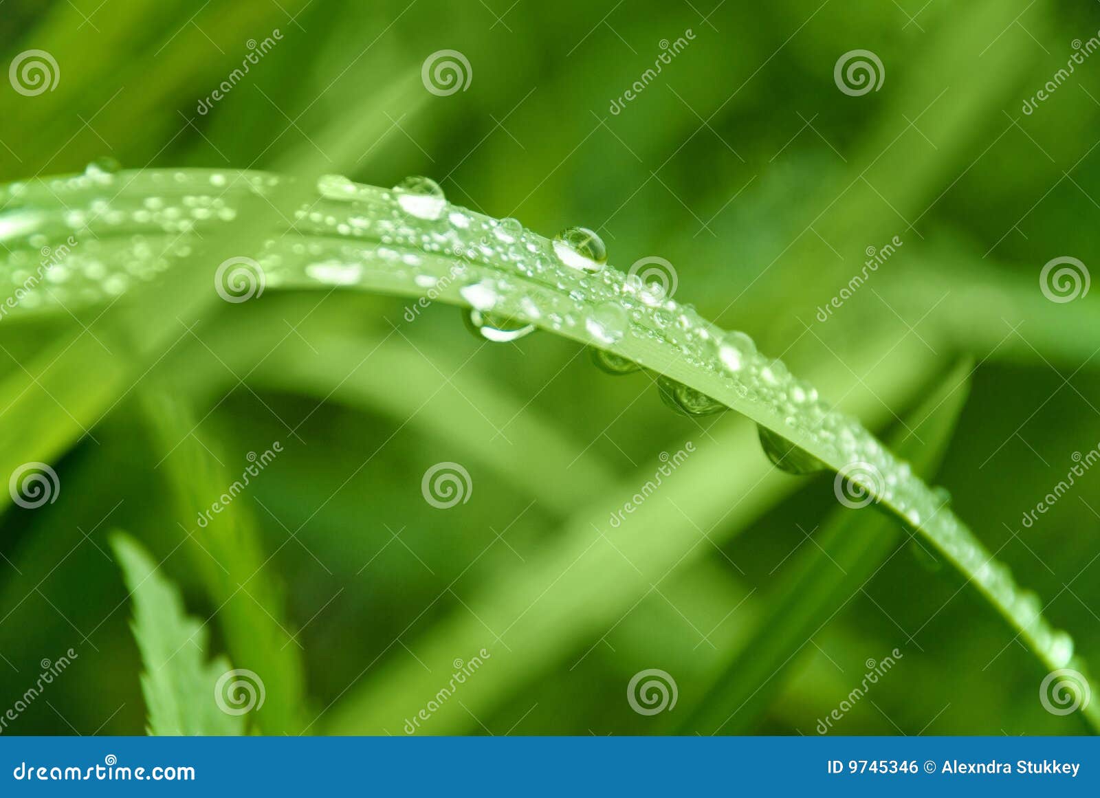Raindrops in the grass stock photo. Image of clean, green - 9745346