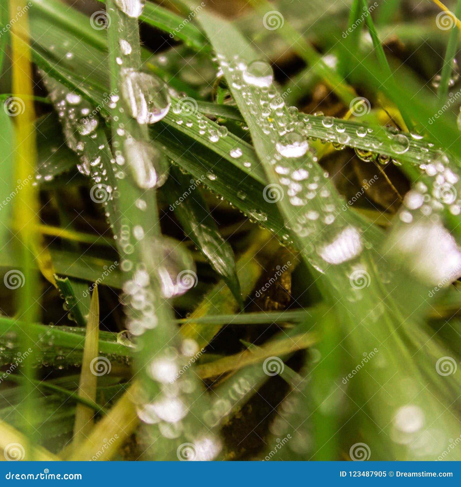 Raindrops on Grass stock image. Image of green, autumn - 123487905
