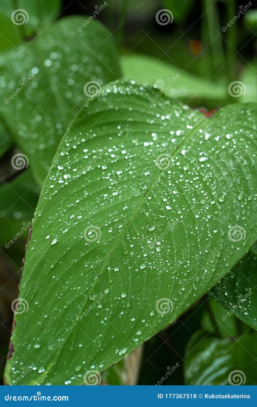 Raindrops on a Green Leaf. Natural Hydration of Plants Stock Photo ...