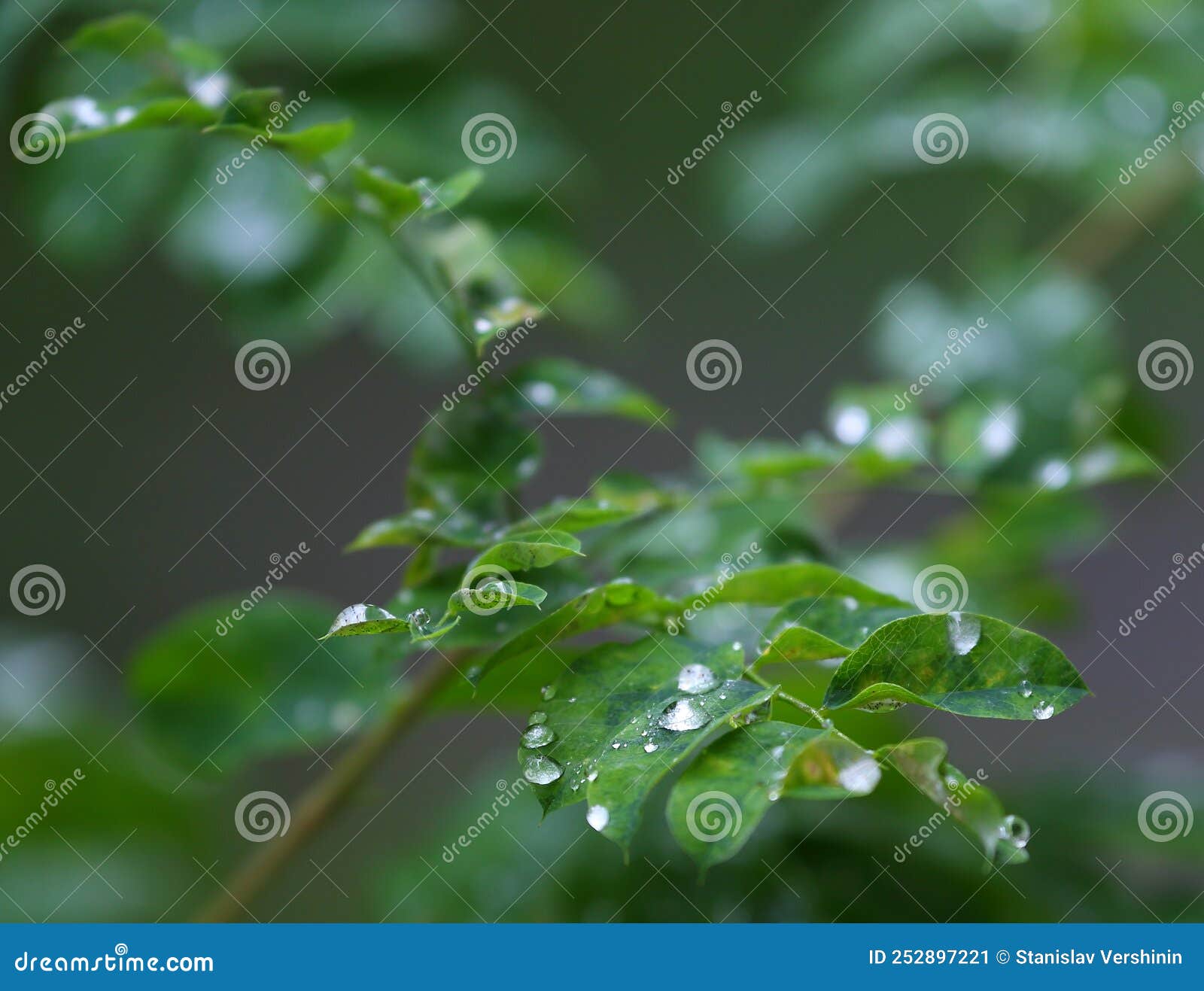 Raindrops on the Green Leaves of a Tree Stock Image - Image of flora ...