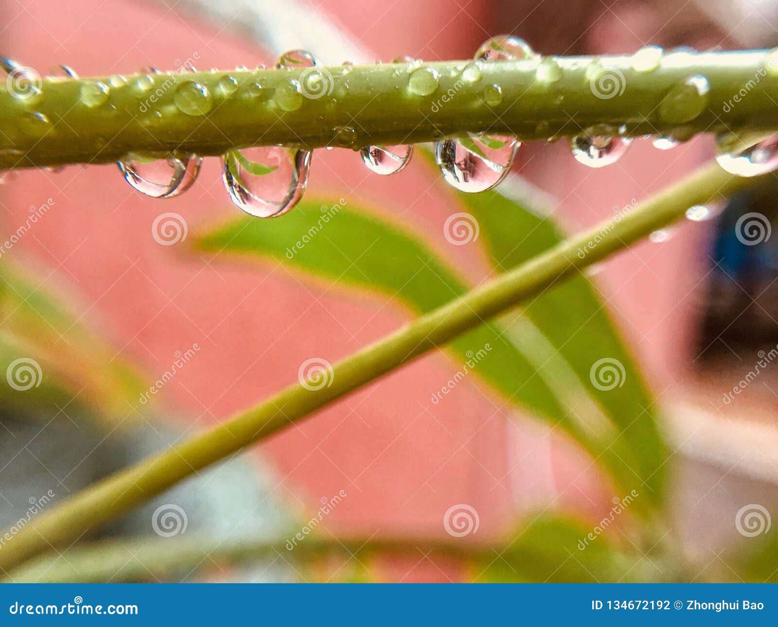 Raindrops Hanging on Branches Stock Photo - Image of hang, people ...