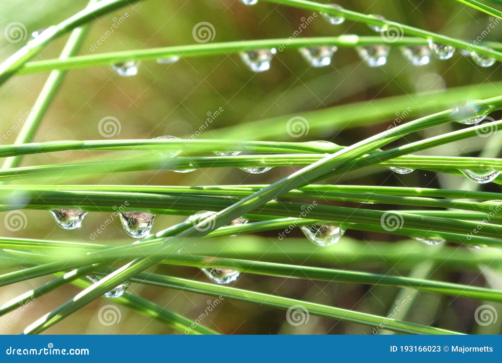 Raindrops Hanging from Maiden Grass Stock Image - Image of maiden, lush ...