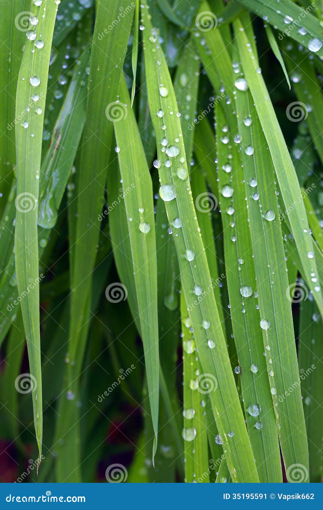 Raindrops on herbage. stock image. Image of season, raindrops - 35195591