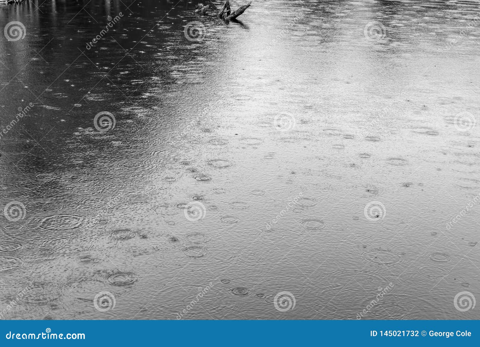 Raining on a Pond stock photo. Image of rain, washington - 145021732