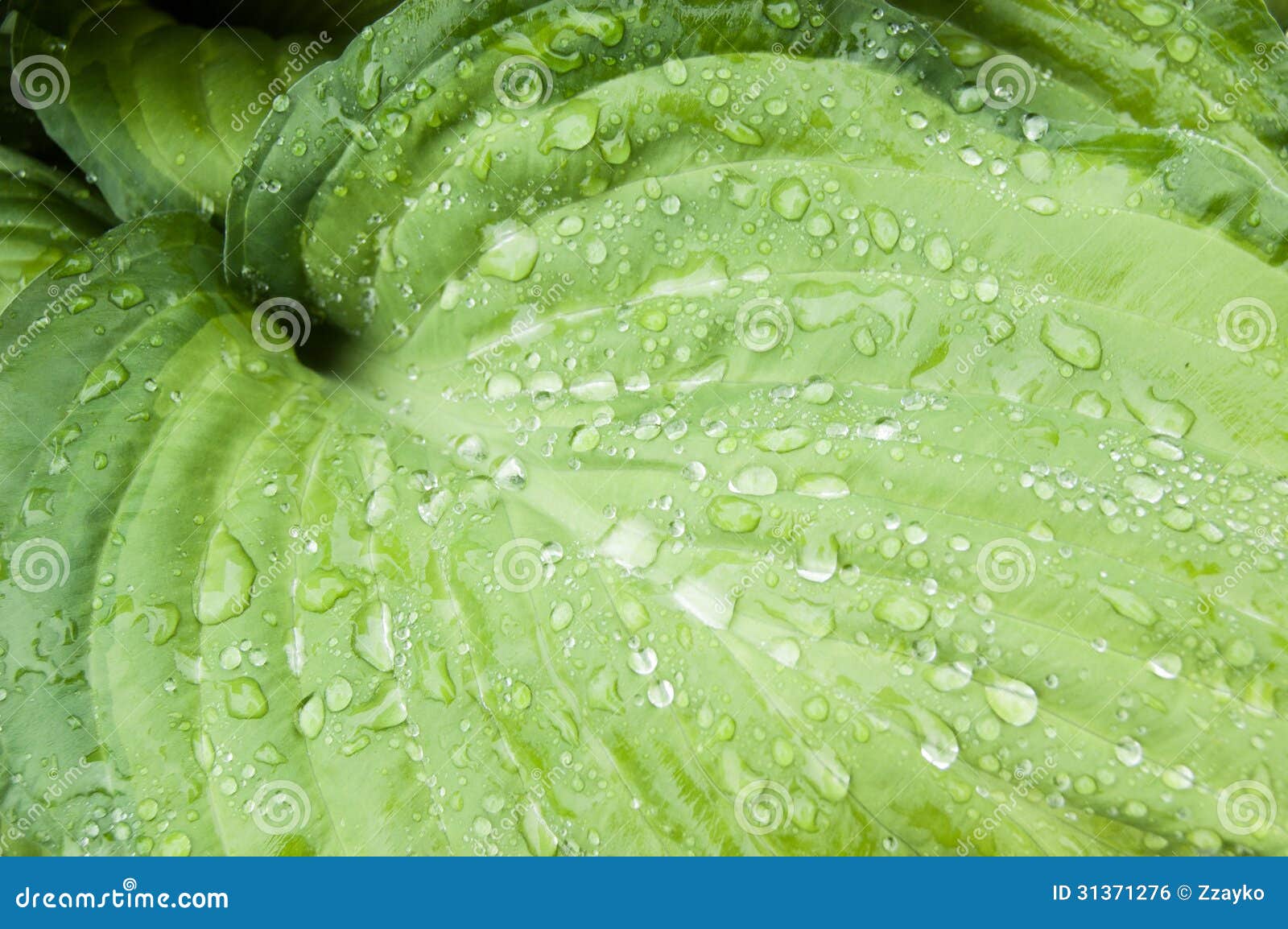 Raindrops on a large leaf stock photo. Image of life - 31371276