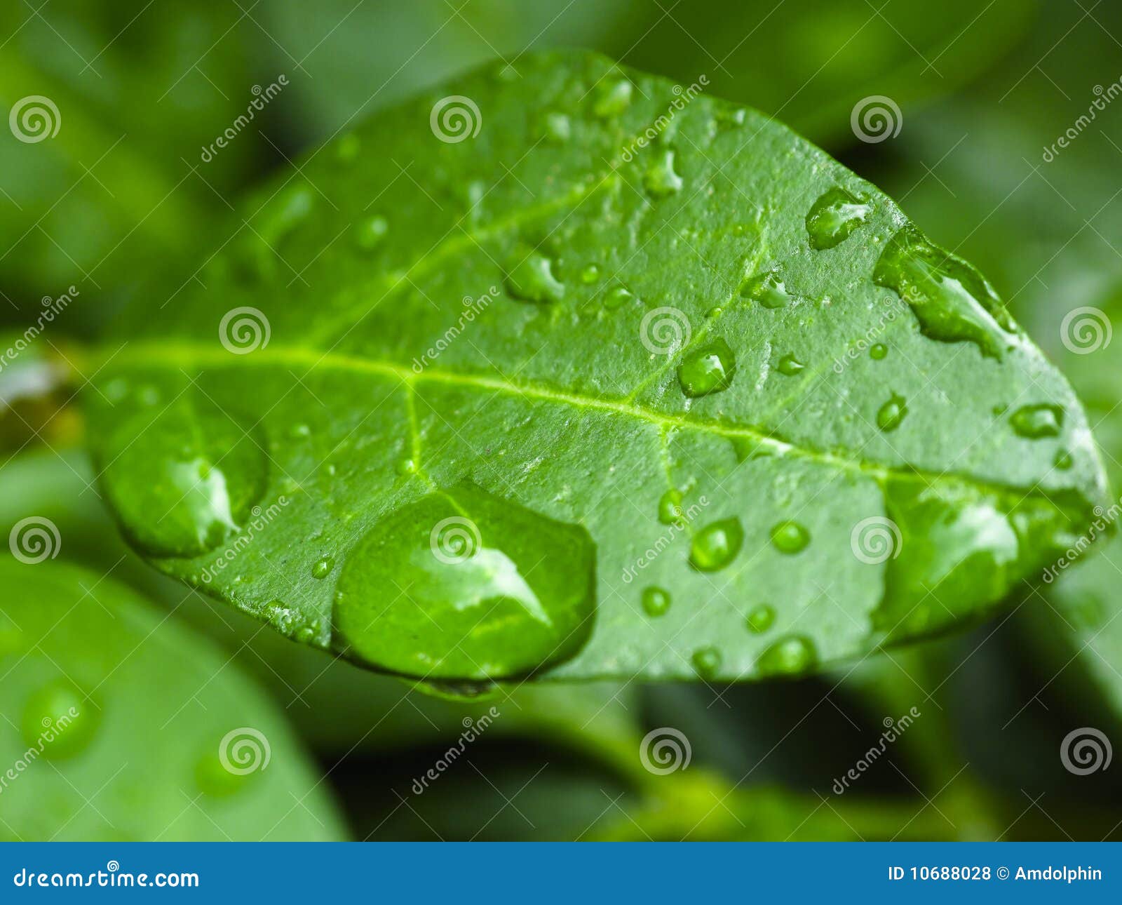 Raindrops on a leaf stock photo. Image of raindrop, outdoors - 10688028