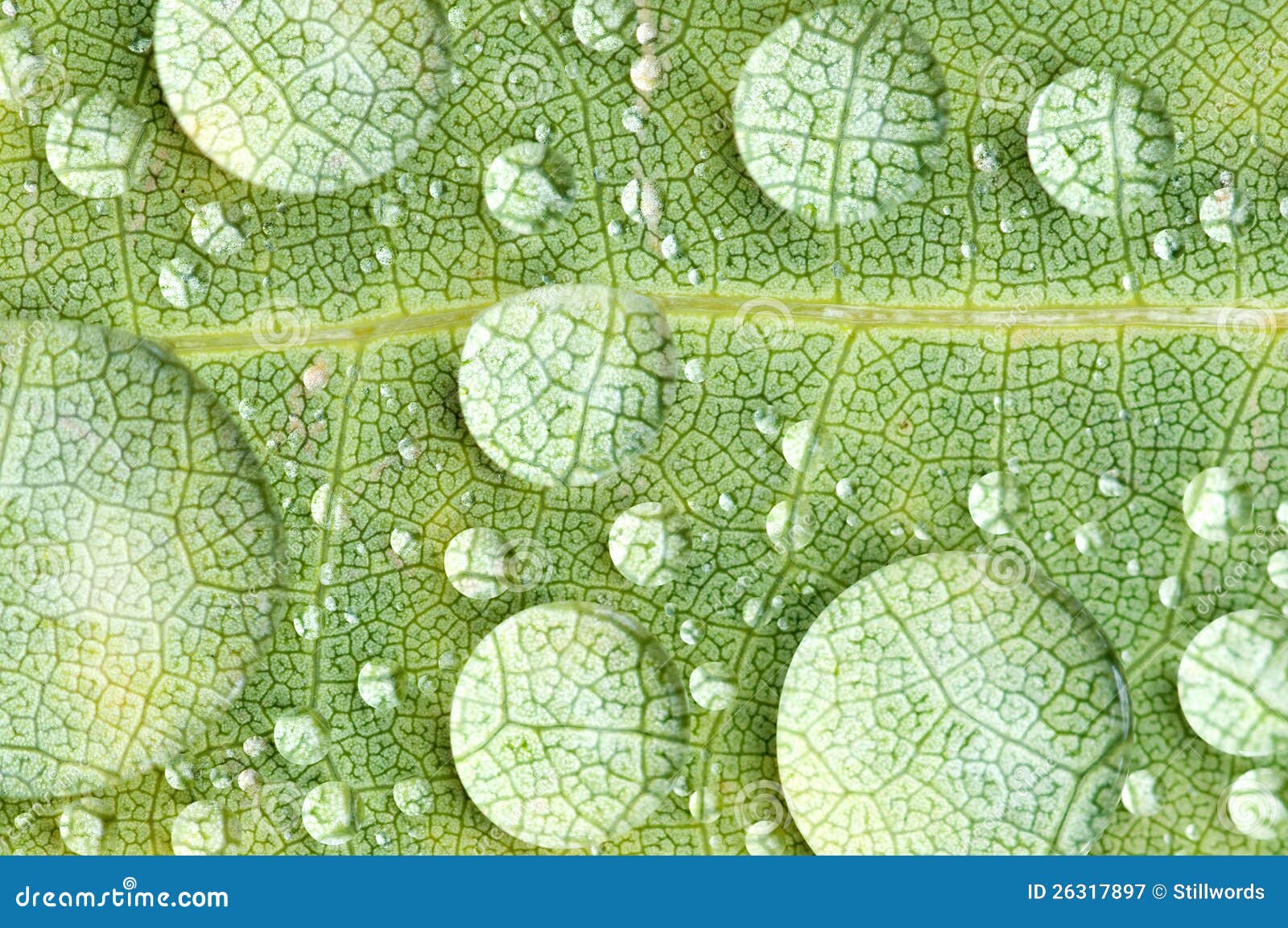 Raindrops on leaf stock image. Image of raindrop, leaf - 26317897