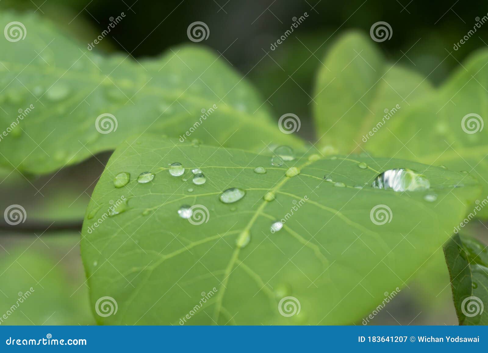 The Raindrops on the Leaf are Bright and Clean. the Leaves are Macro ...