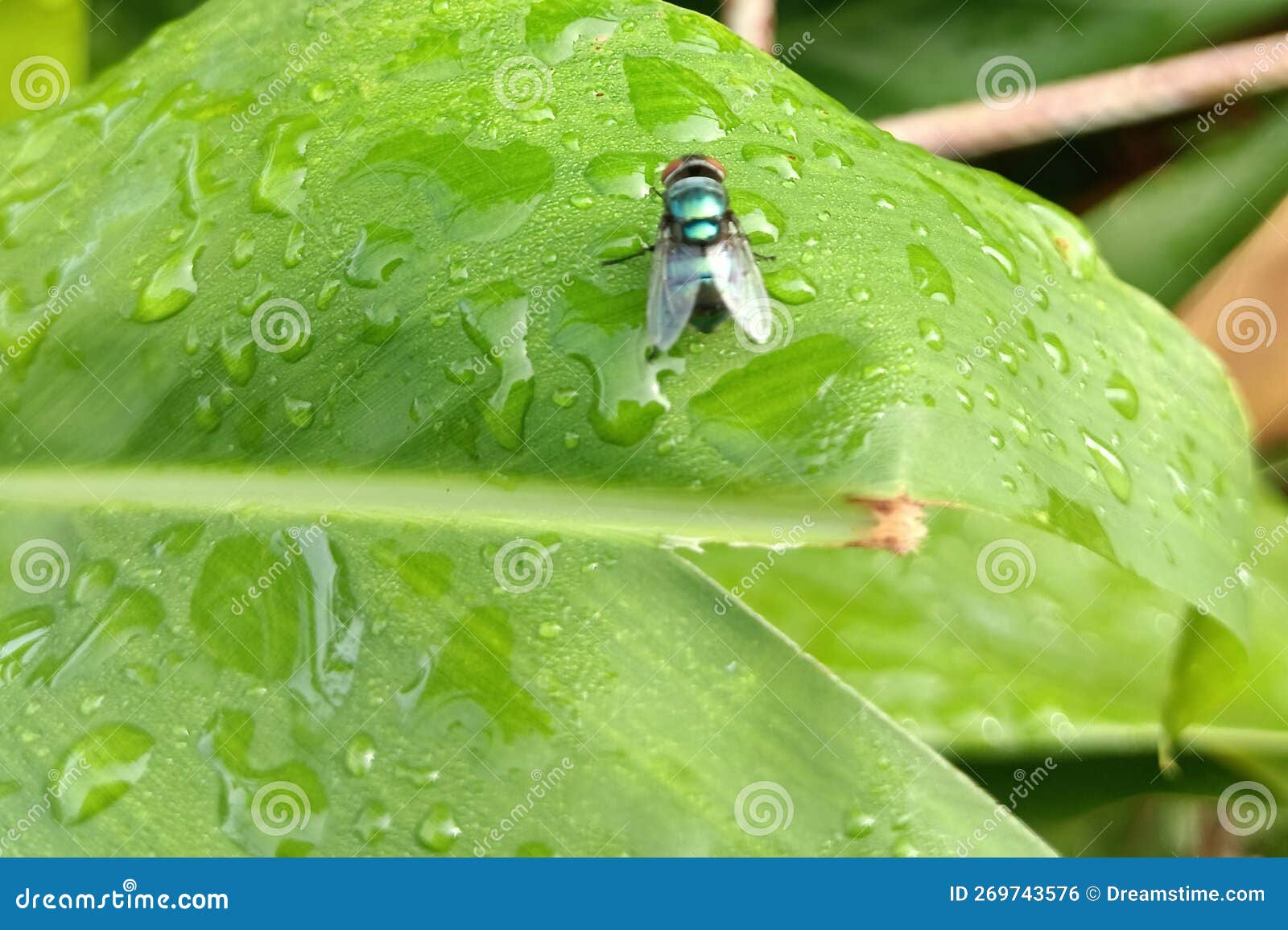 Raindrops on a Leaf with Insects Flying on the Leaf Stock Photo - Image ...