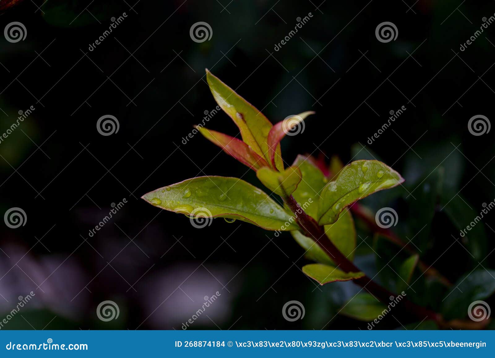 Hookweed Stock Photos - Free & Royalty-Free Stock Photos from Dreamstime