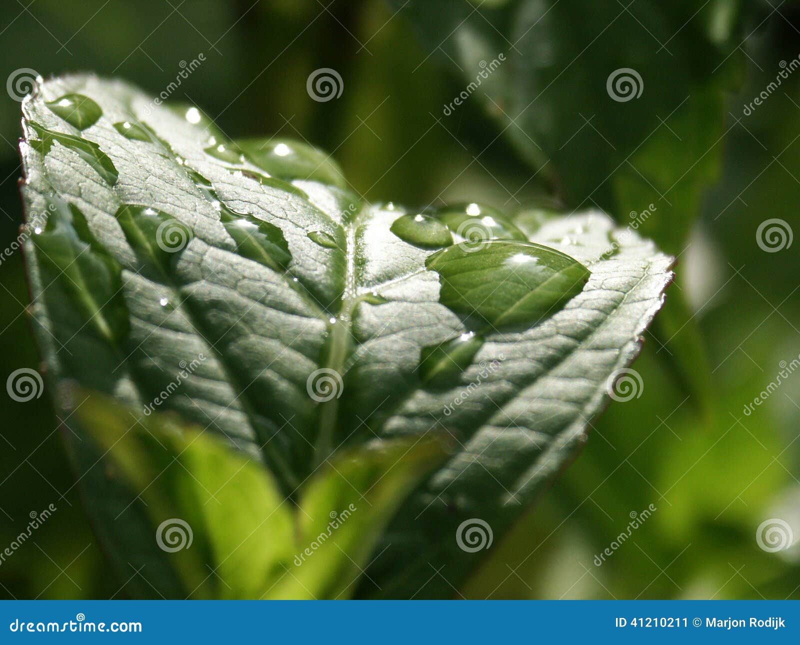 4,799 Sunny Raindrops Stock Photos - Free & Royalty-Free Stock Photos ...