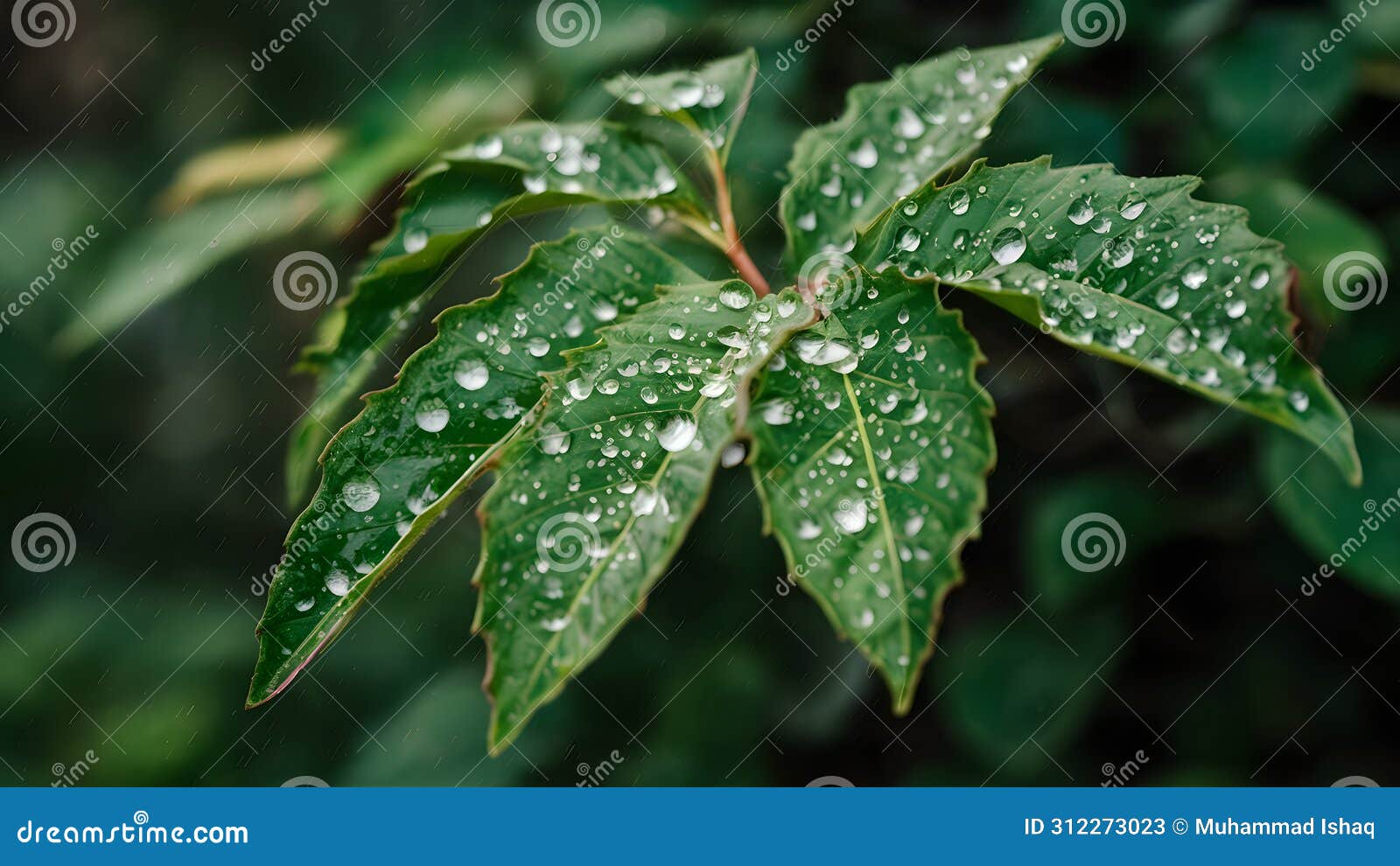 Raindrops on Leafy Bush, Creating Crystal Background with Light Sparkle ...