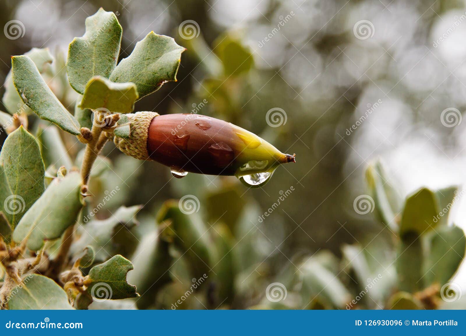 Raindrops on Leaves of Acorns Plants Stock Photo - Image of plant, leaf ...