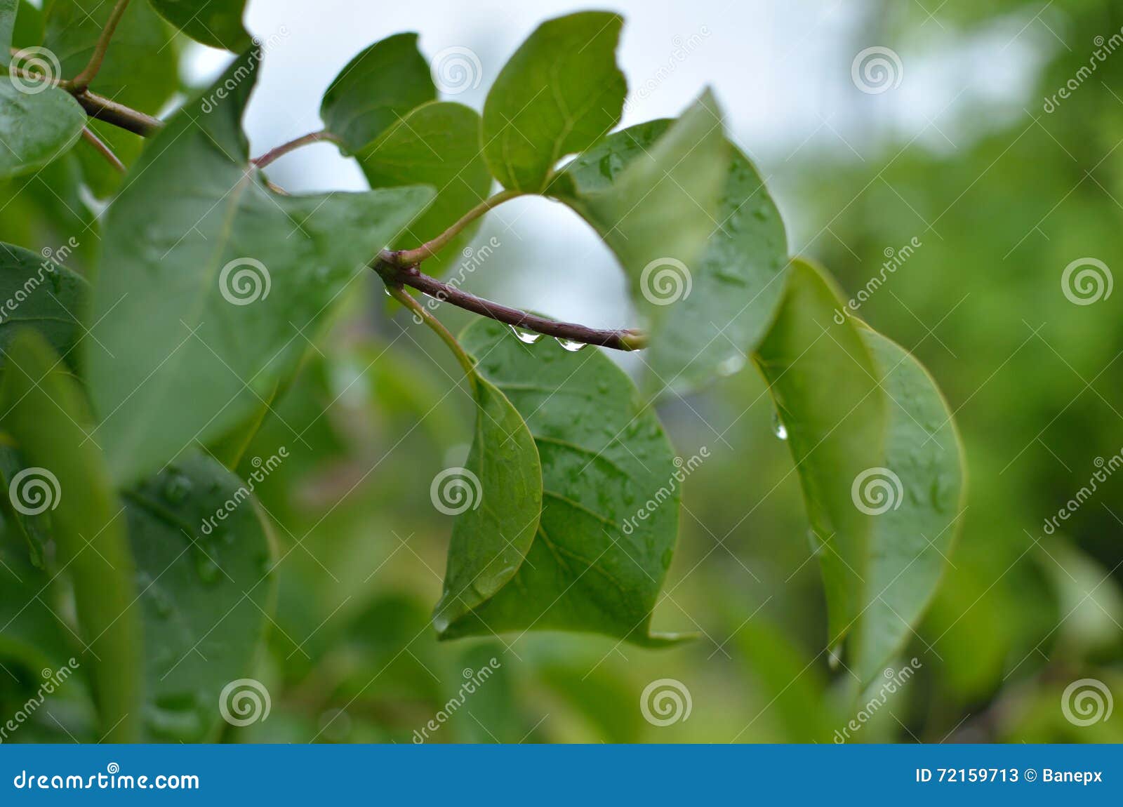 Raindrops on Leaves stock image. Image of plant, botany - 72159713