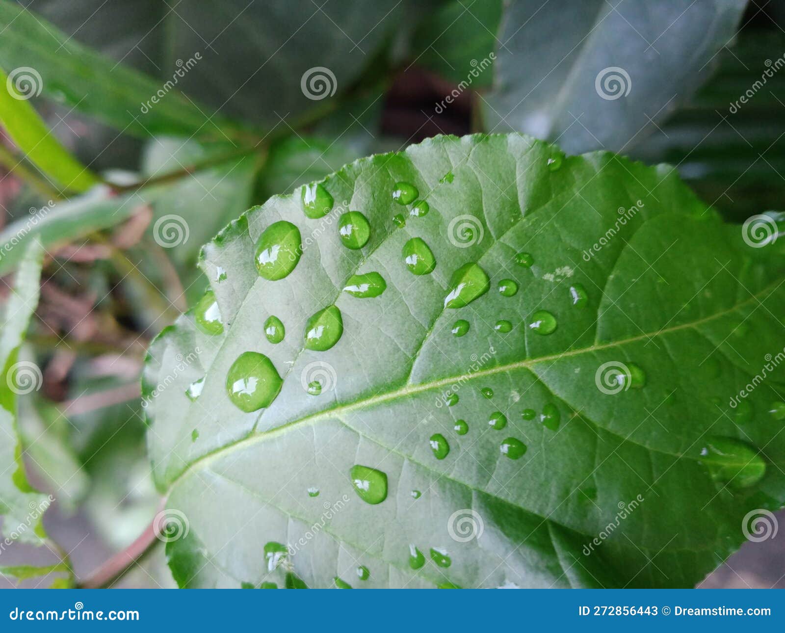 Raindrops on Leaves on Playground Stock Image - Image of raindrops, playground: 272856443