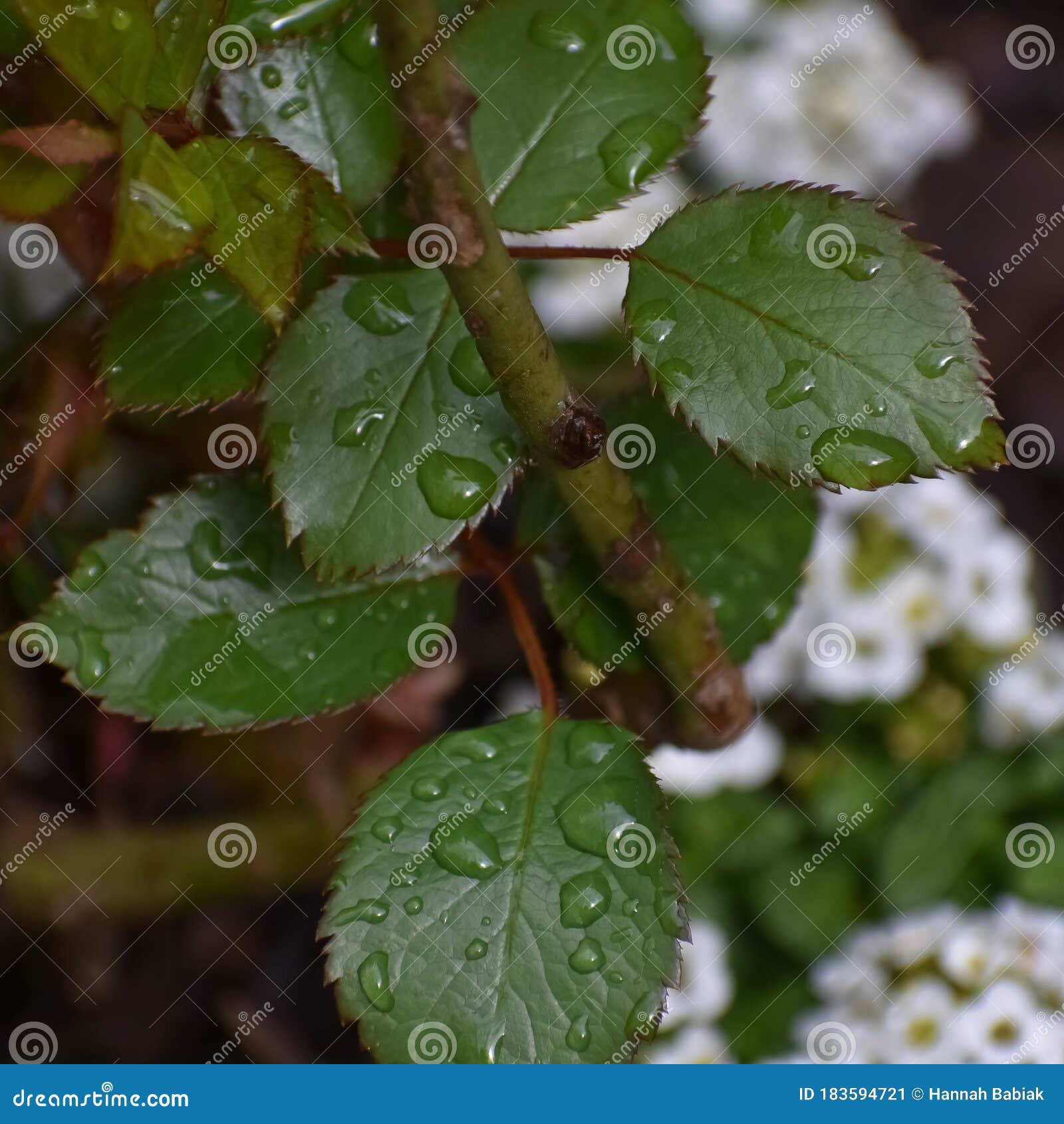 Raindrops on Rose Leaves in Garden Stock Image - Image of leaf, branch ...