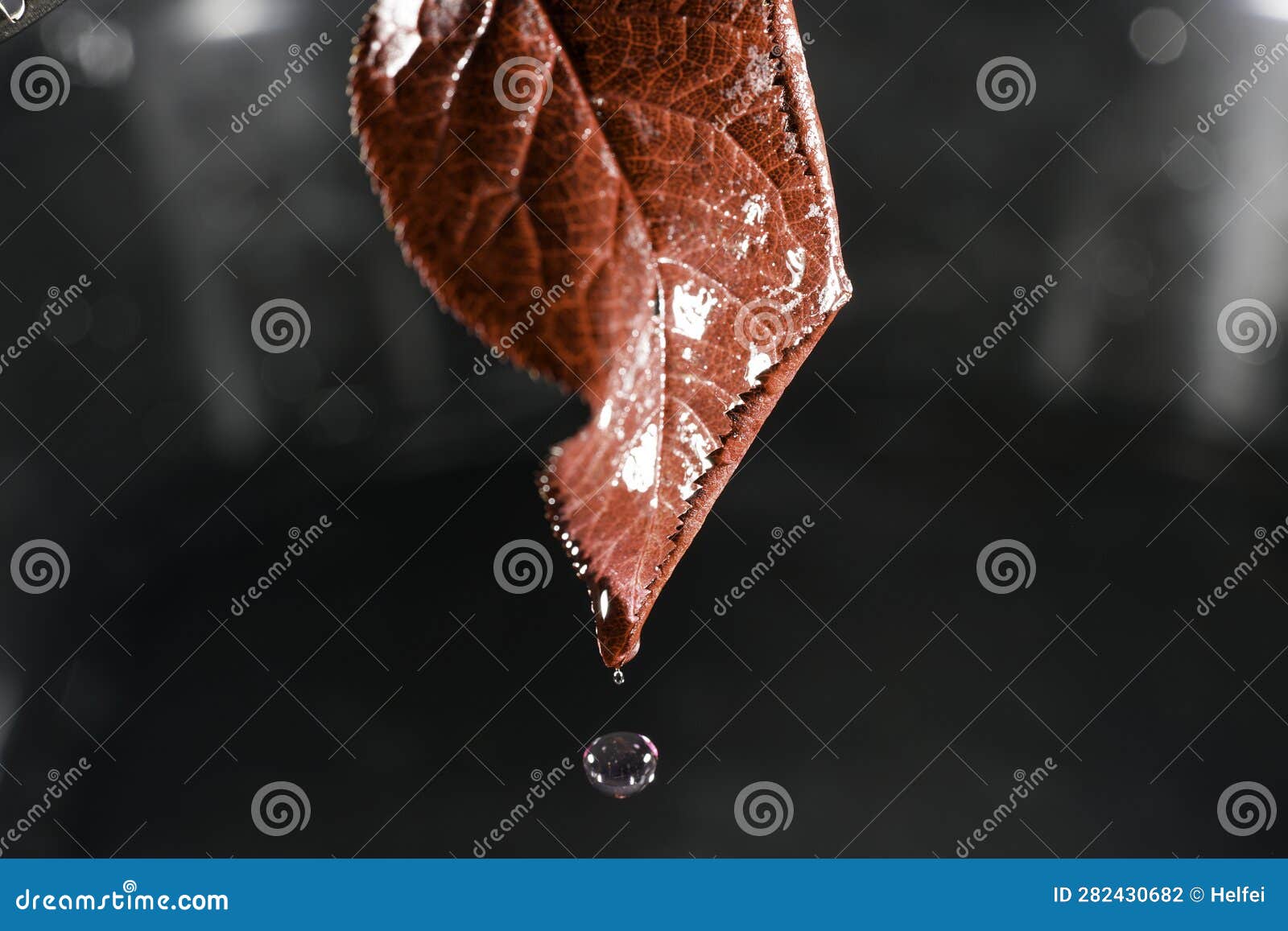 Raindrops on the Leaves of a Tree in Spring Stock Photo - Image of ...