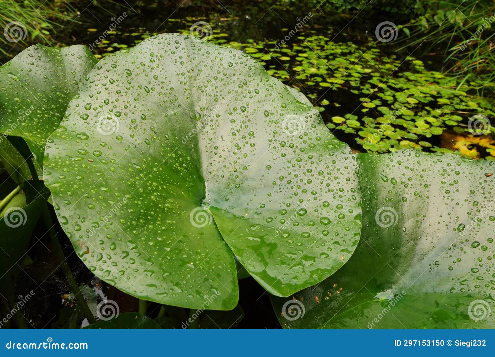 Raindrops on a Lily Pad in the Pond Stock Photo - Image of pond, rain ...