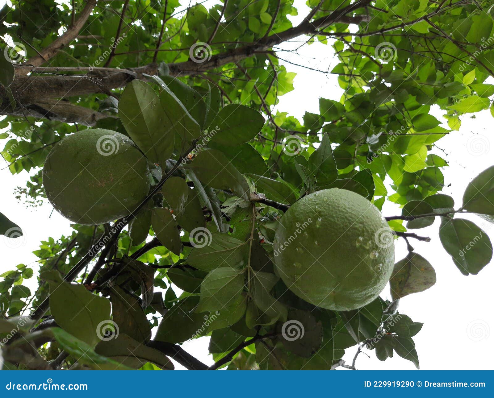 Raindrops on Lime after Heavy Rain Stock Photo - Image of raindrops ...