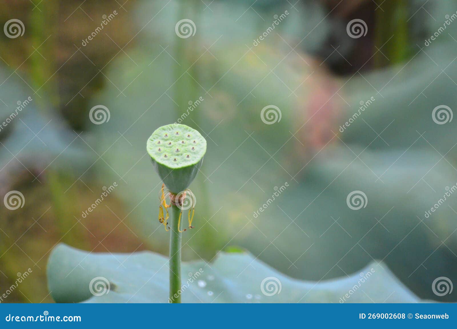 Raindrops on a Lotus Head, the Nature Concept Stock Photo - Image of ...