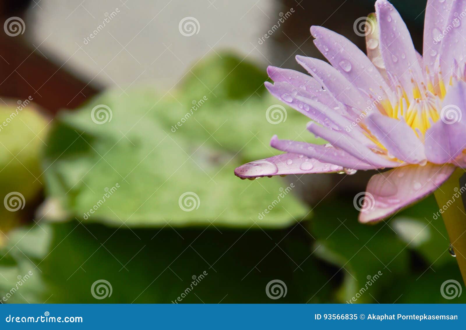 Raindrops on Lotus Petal on Water in Rainy Day Stock Image - Image of ...