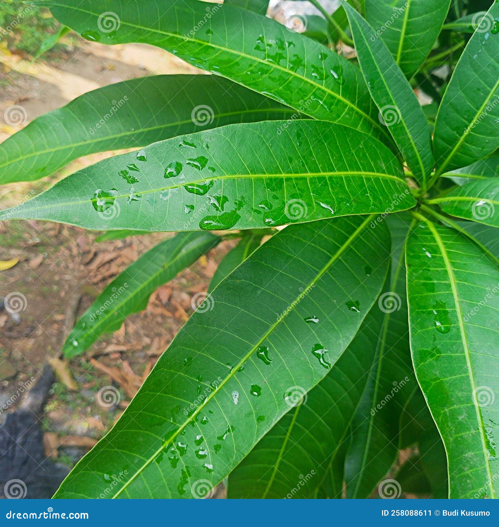 Raindrops on Mango Leaf Focus Template Stock Image - Image of tropics ...
