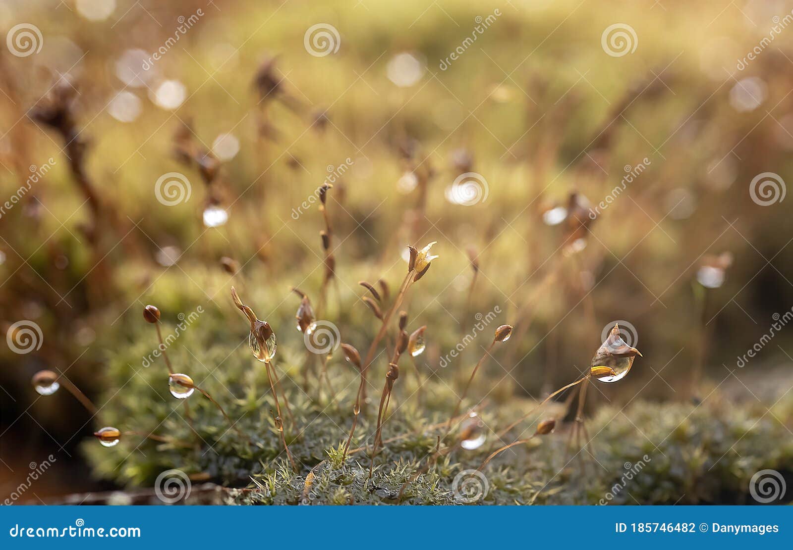 Raindrops on a Moss after Rain Stock Photo - Image of freshness, leaves ...
