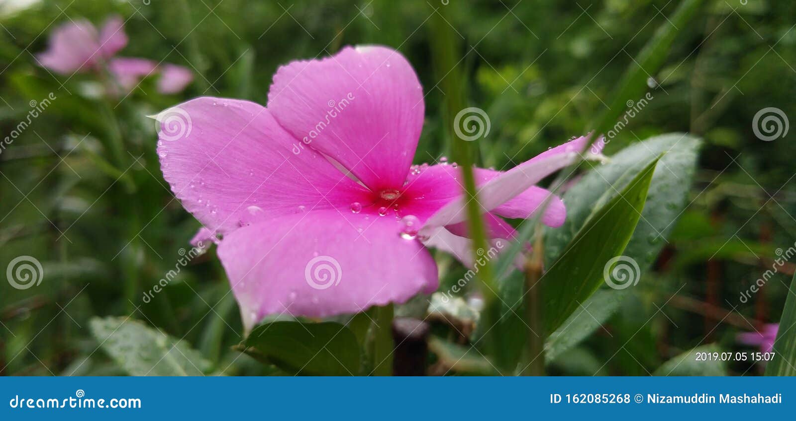 Raindrops on Office TimeFlowers Stock Photo - Image of raindrops ...