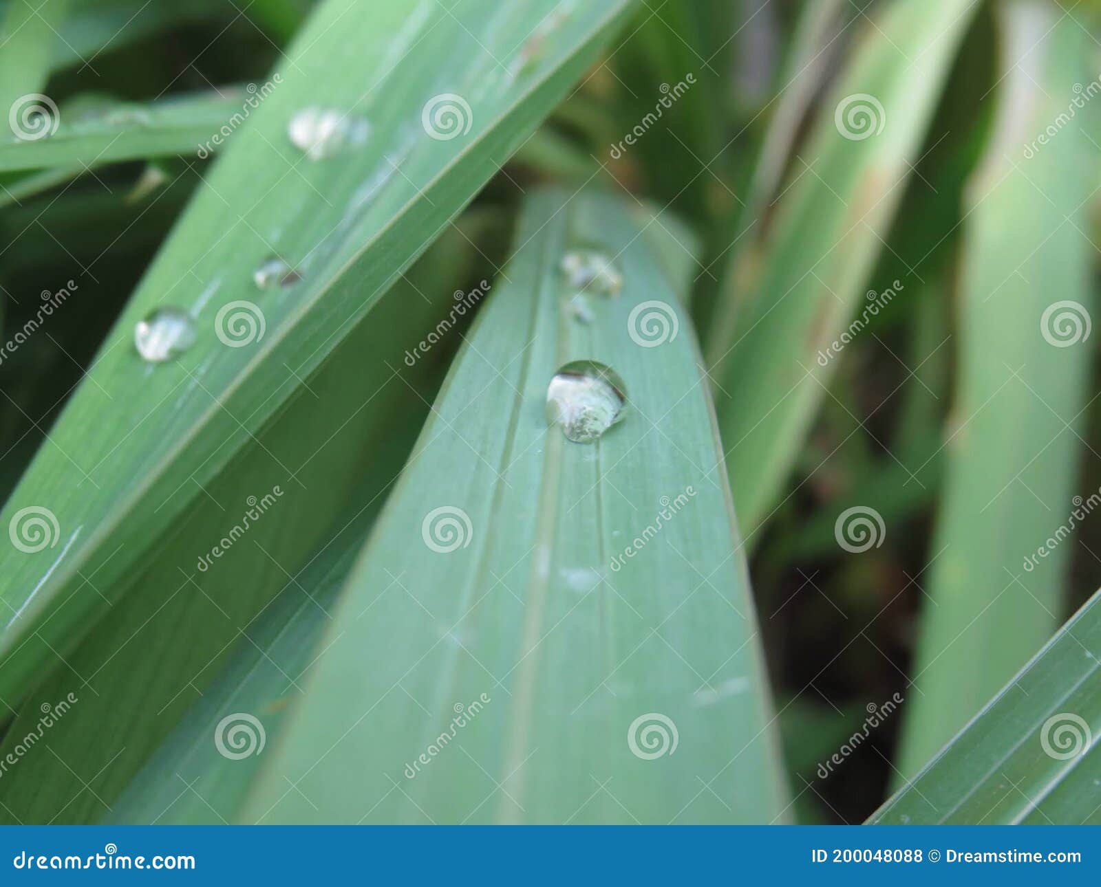 Raindrops on plant stock photo. Image of pretty, raindrops - 200048088