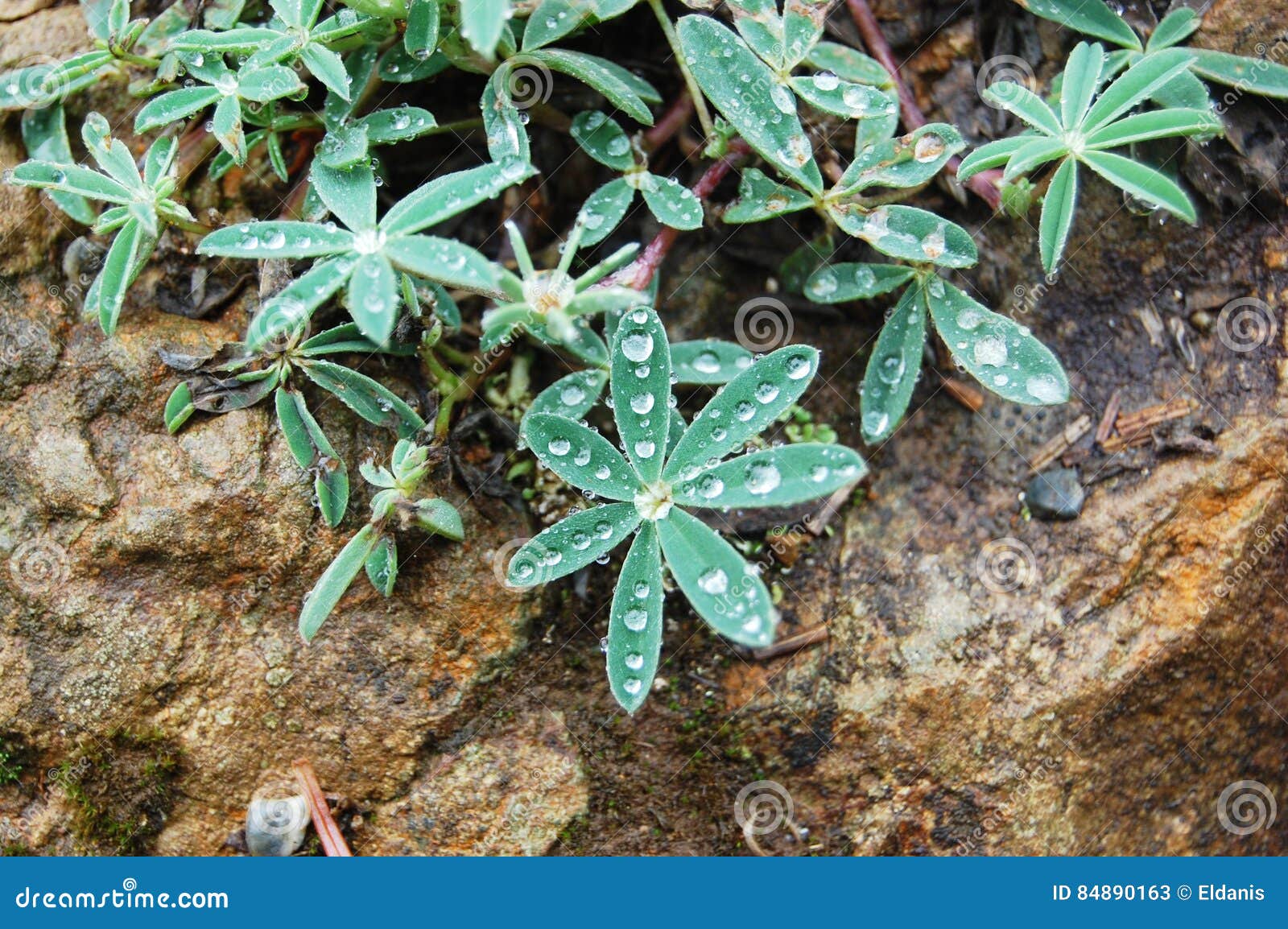 Raindrops on Plants Growing on a Rock after Storm Stock Image - Image ...
