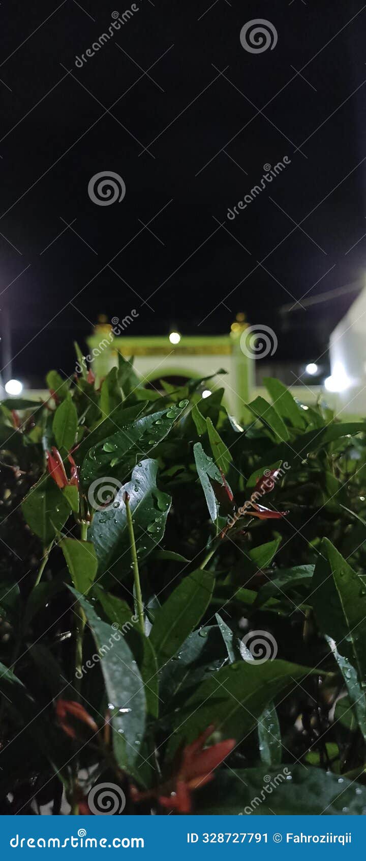 Raindrops on Plants at Night Stock Image - Image of rain, night: 328727791